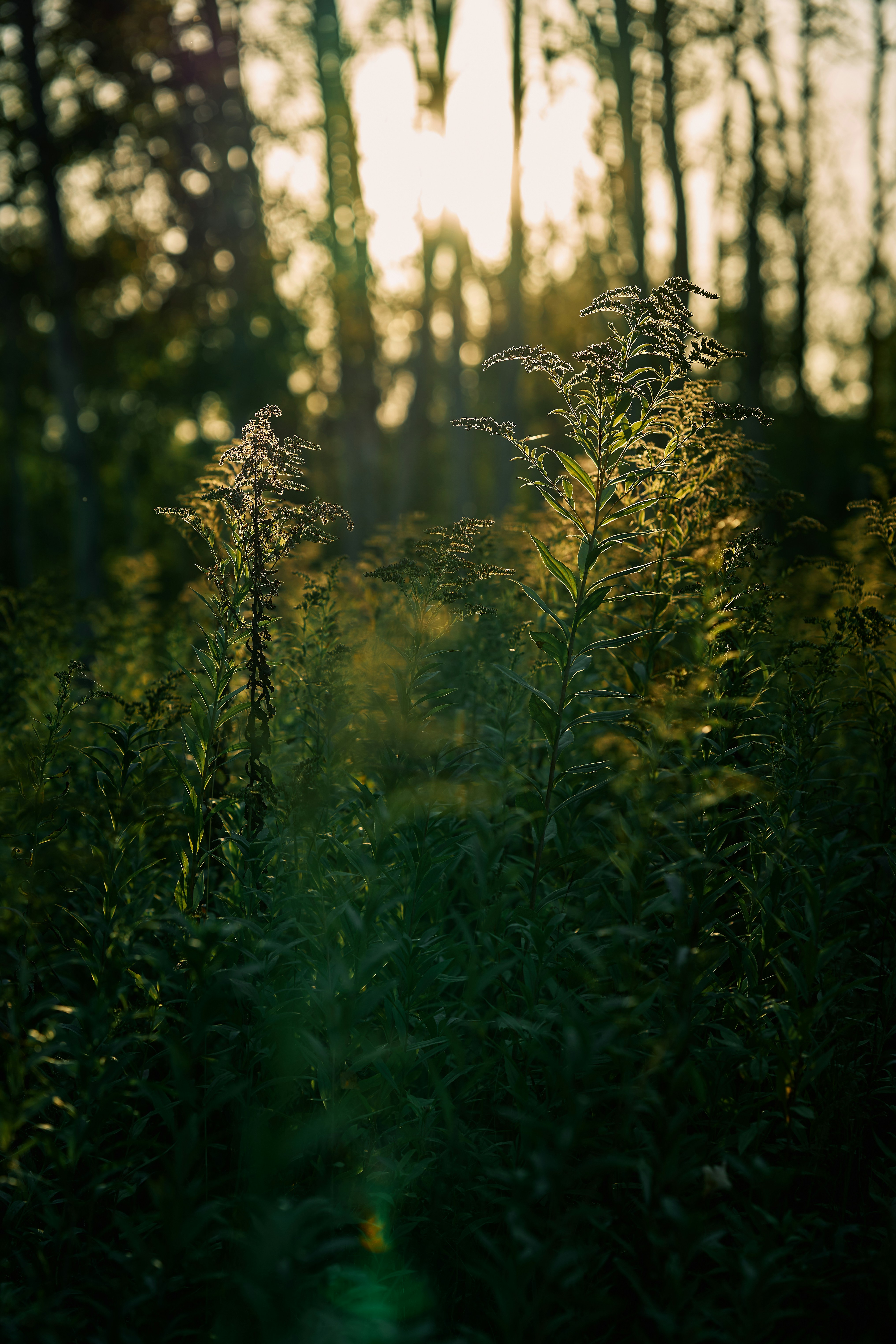 Whispers of the Meadow at Dusk
