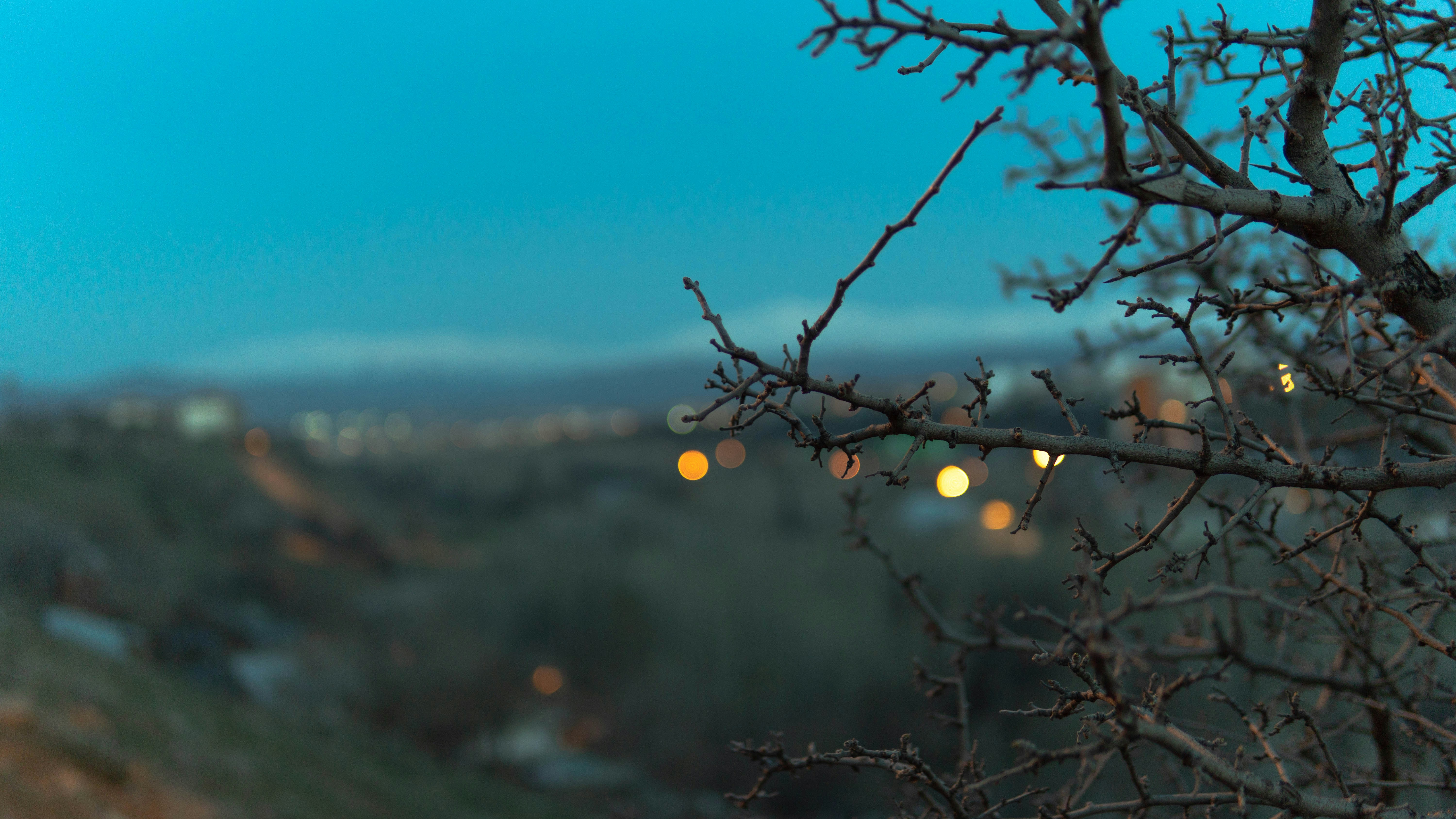 Twilight Whispers: A Branch's Soliloquy
