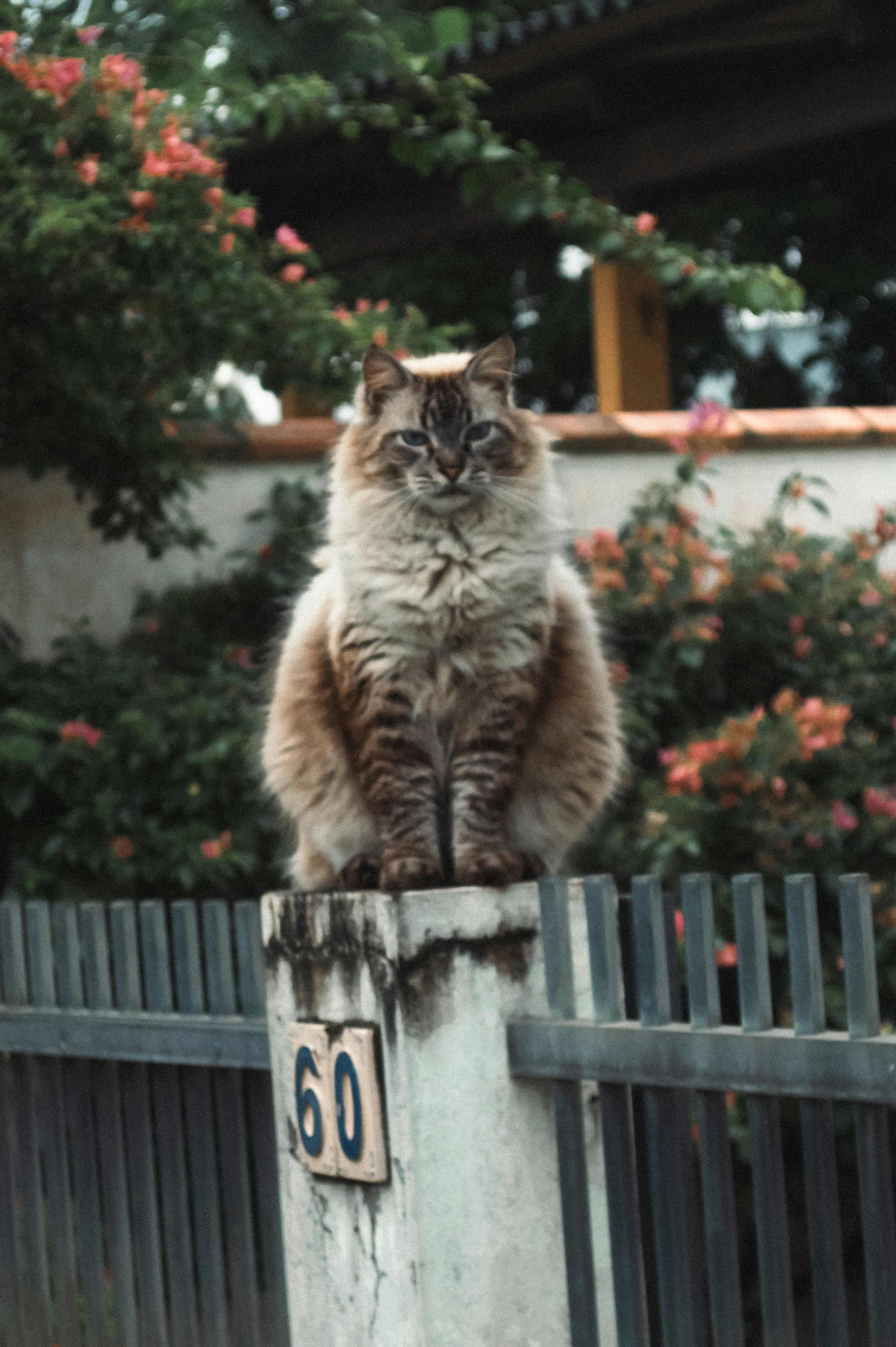 Whiskered Watcher on a Weathered Post Amid a Garden of Blooms