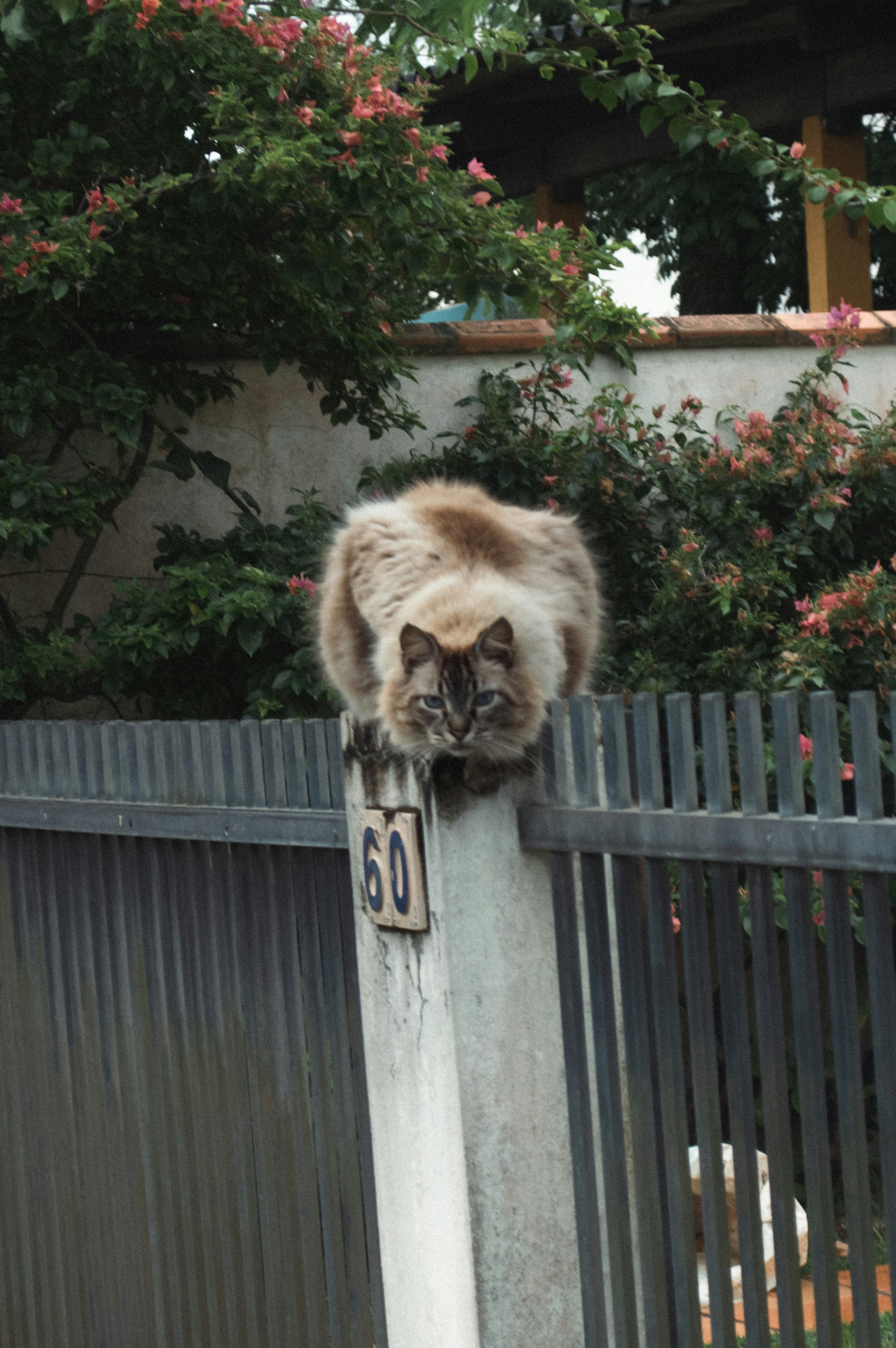 The Regal Sentinel of the Fence