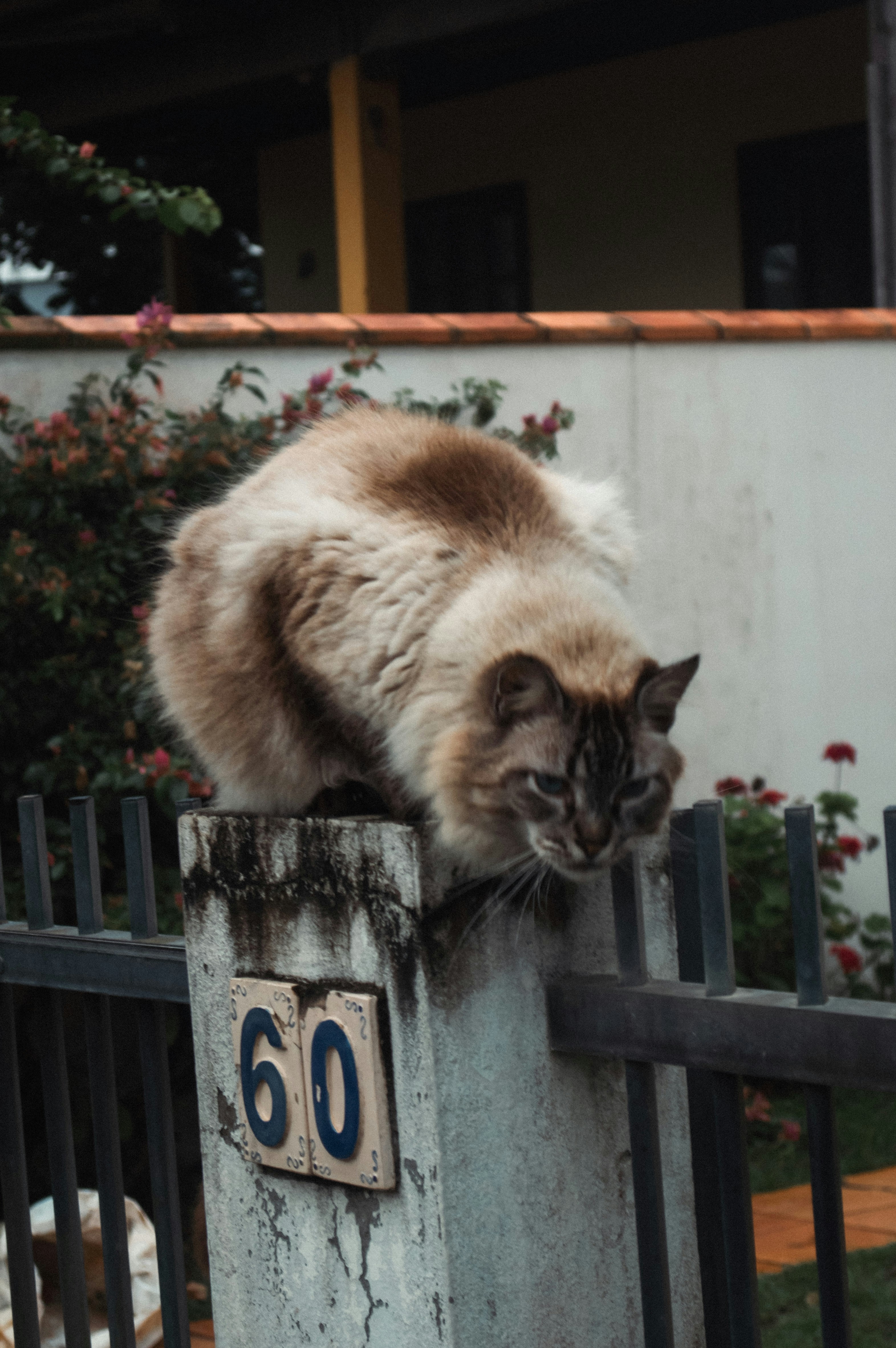 Fluffy cat poised on top of a concrete fence post, surveying its surroundings amidst blooming greenery.