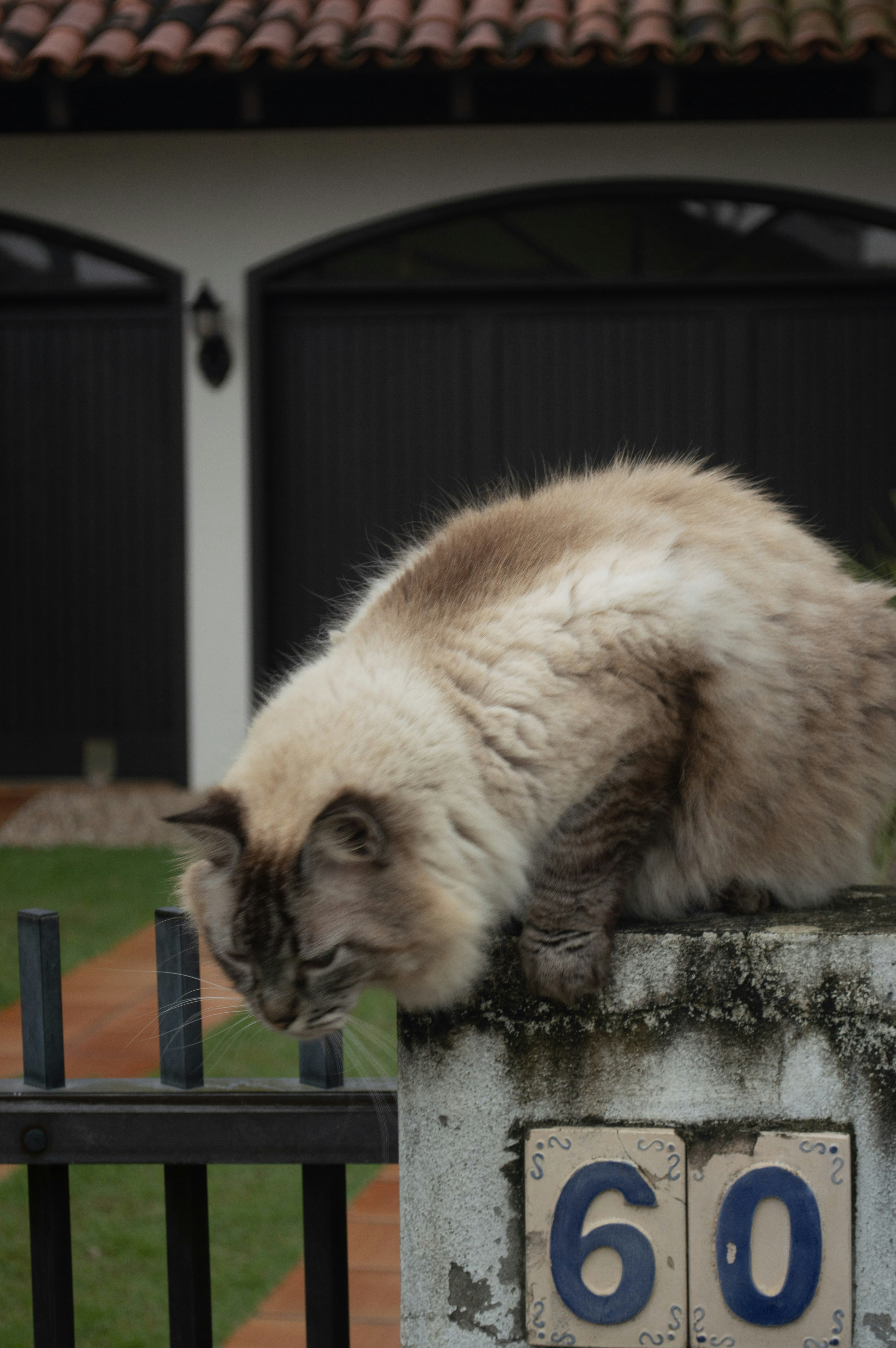 Feline Balance on the Edge