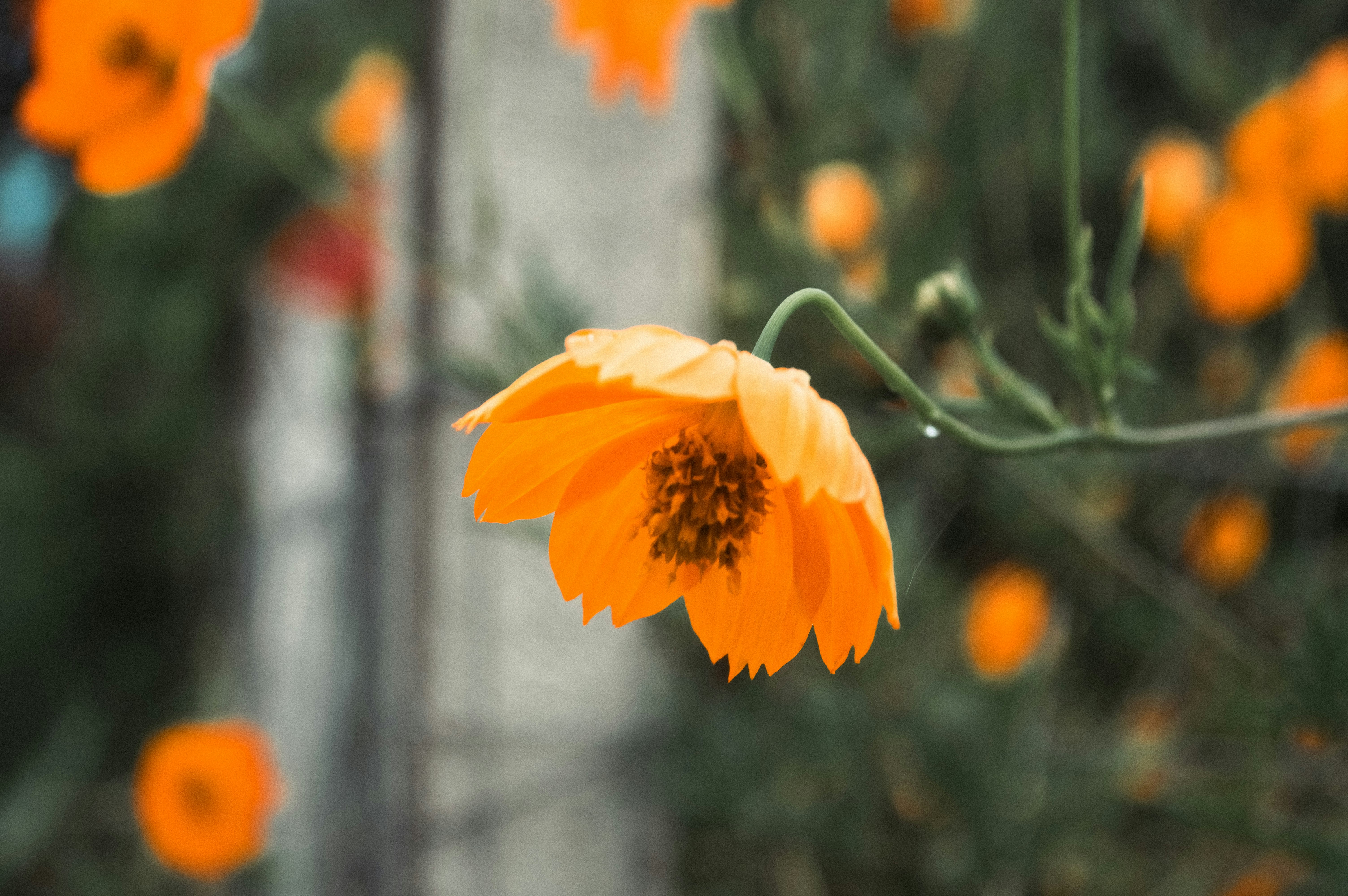 Sunlit Petals: A Vibrant Bloom in Focus