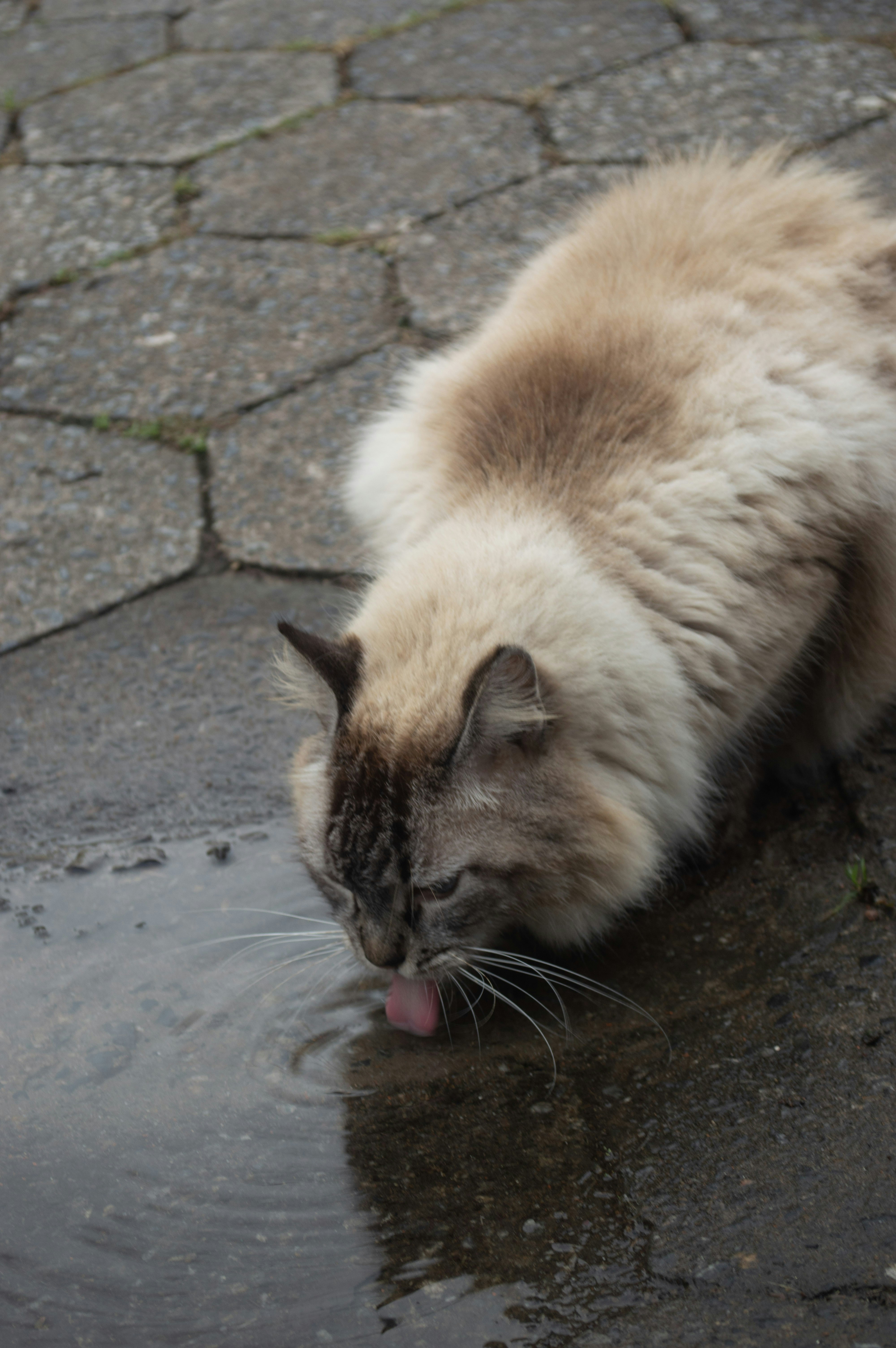 Cream Cat Sips from a Pavement Puddle