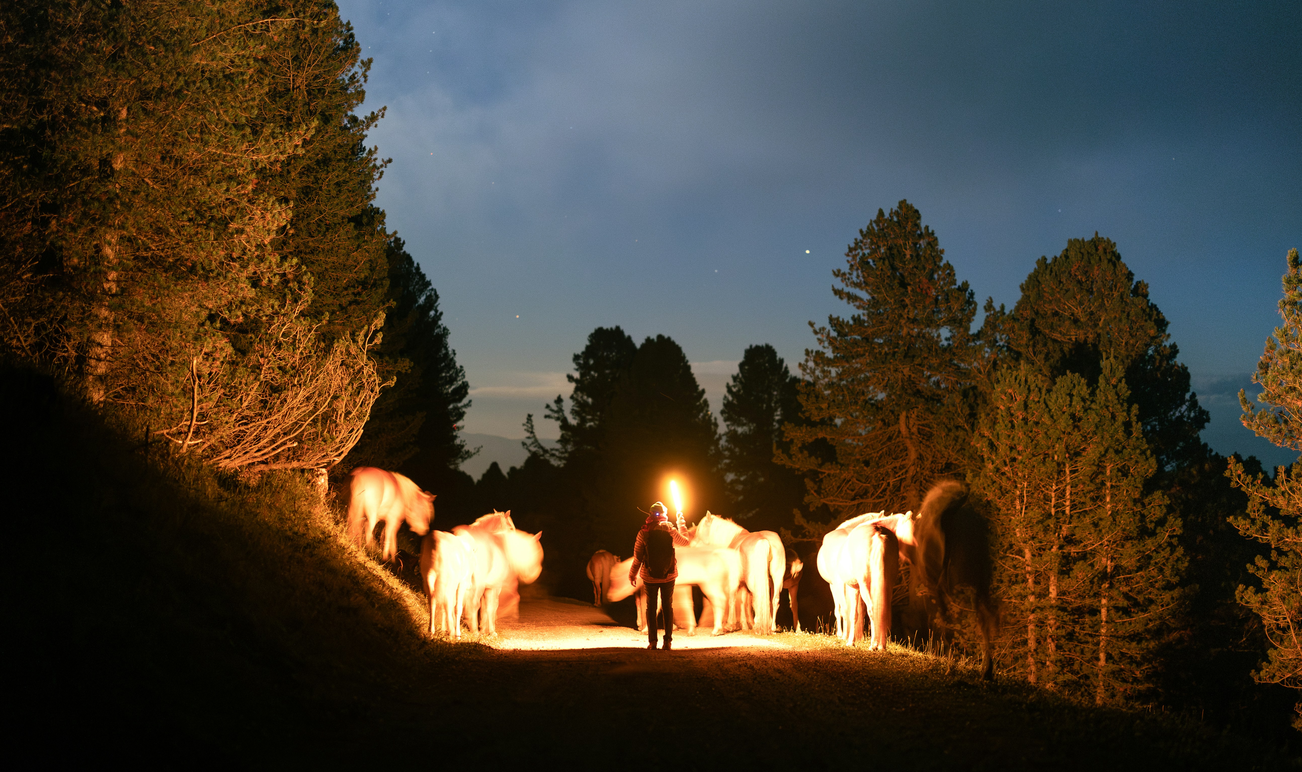 Illuminated Harmony: A Night Amongst the Wild