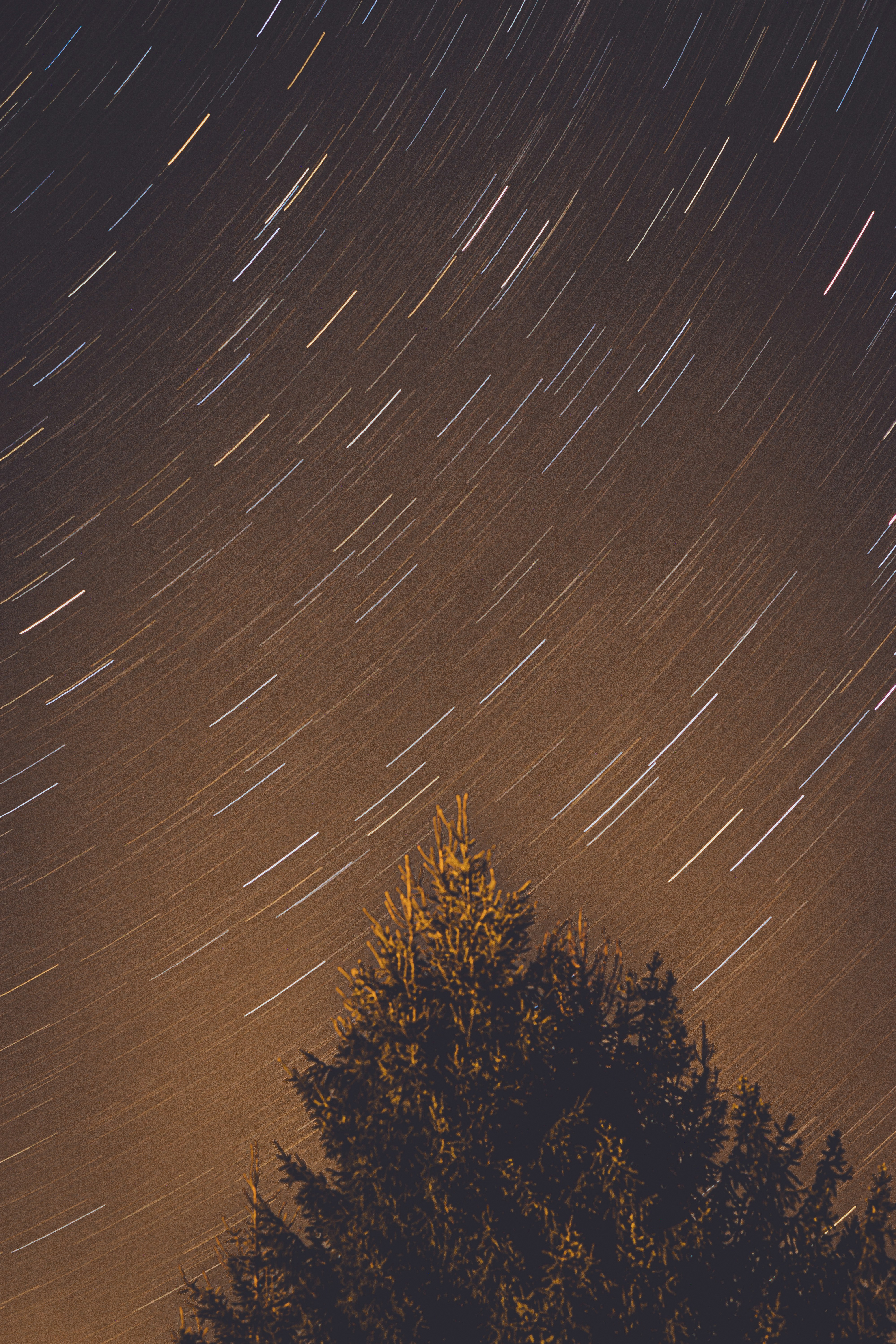 Star trails over a silhouetted pine tree at night.