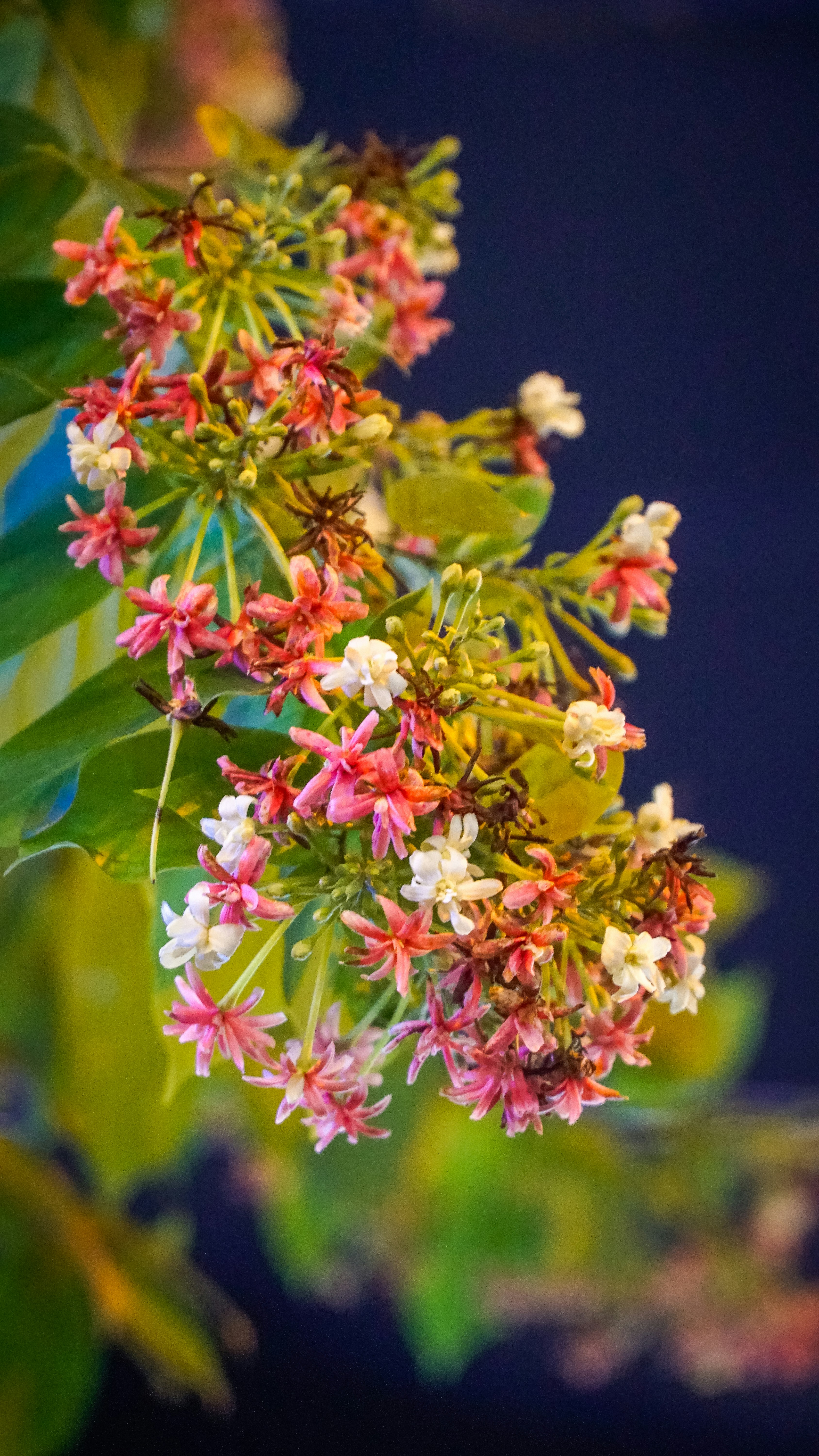 Clusters of pink and white flowers with green leaves.