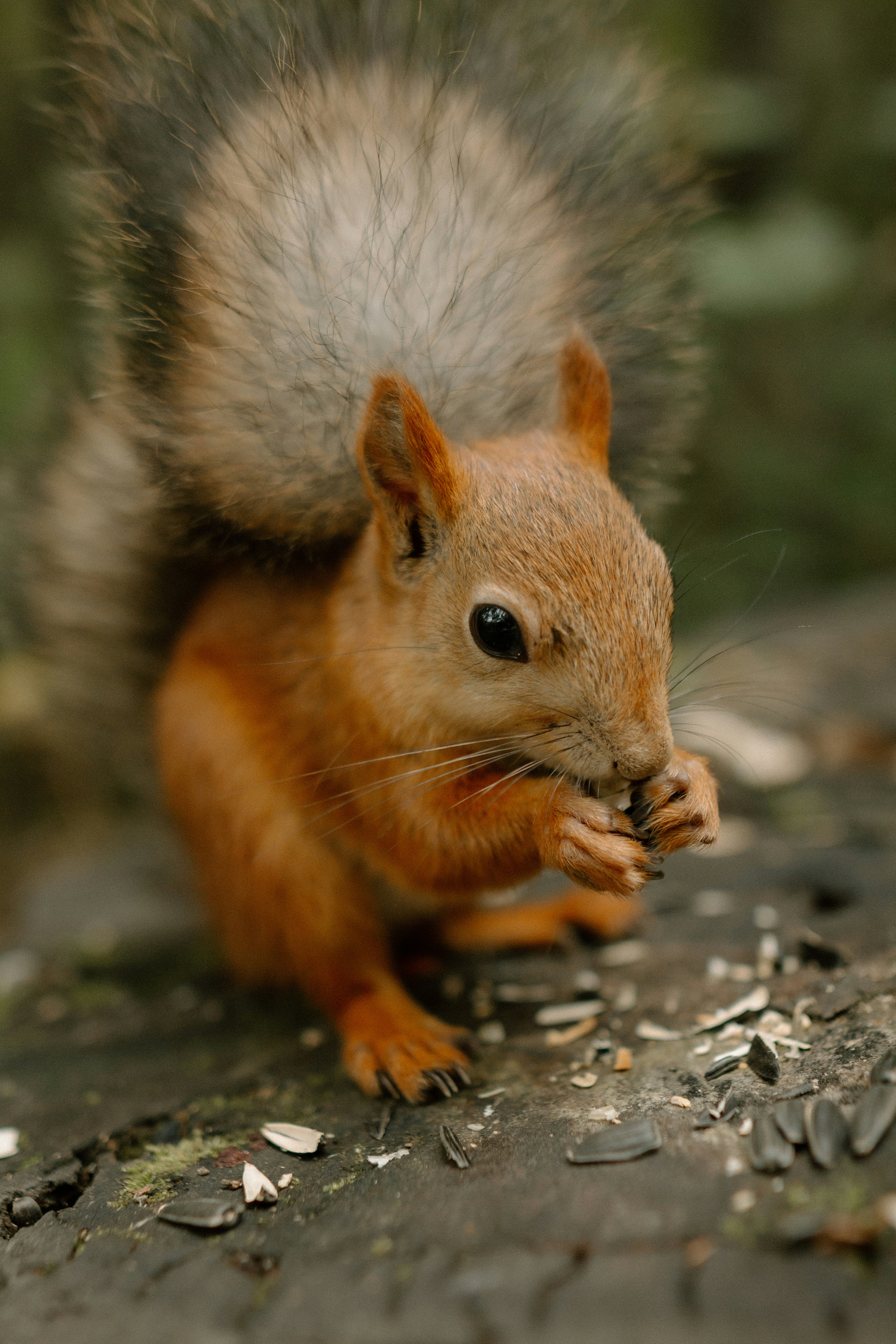 Nutty Delicacies: A Squirrel's Feast