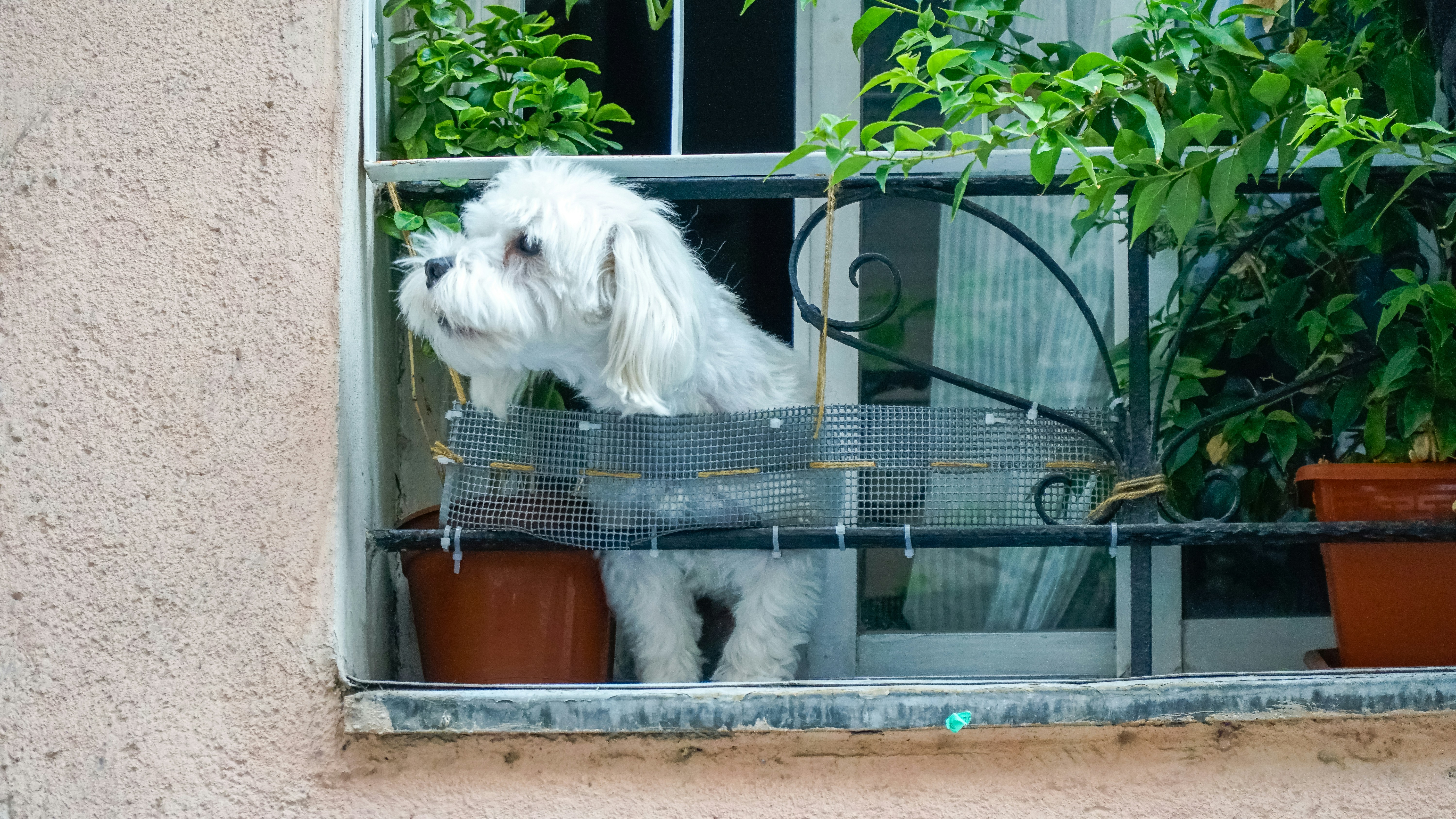A small white dog looks out a window.