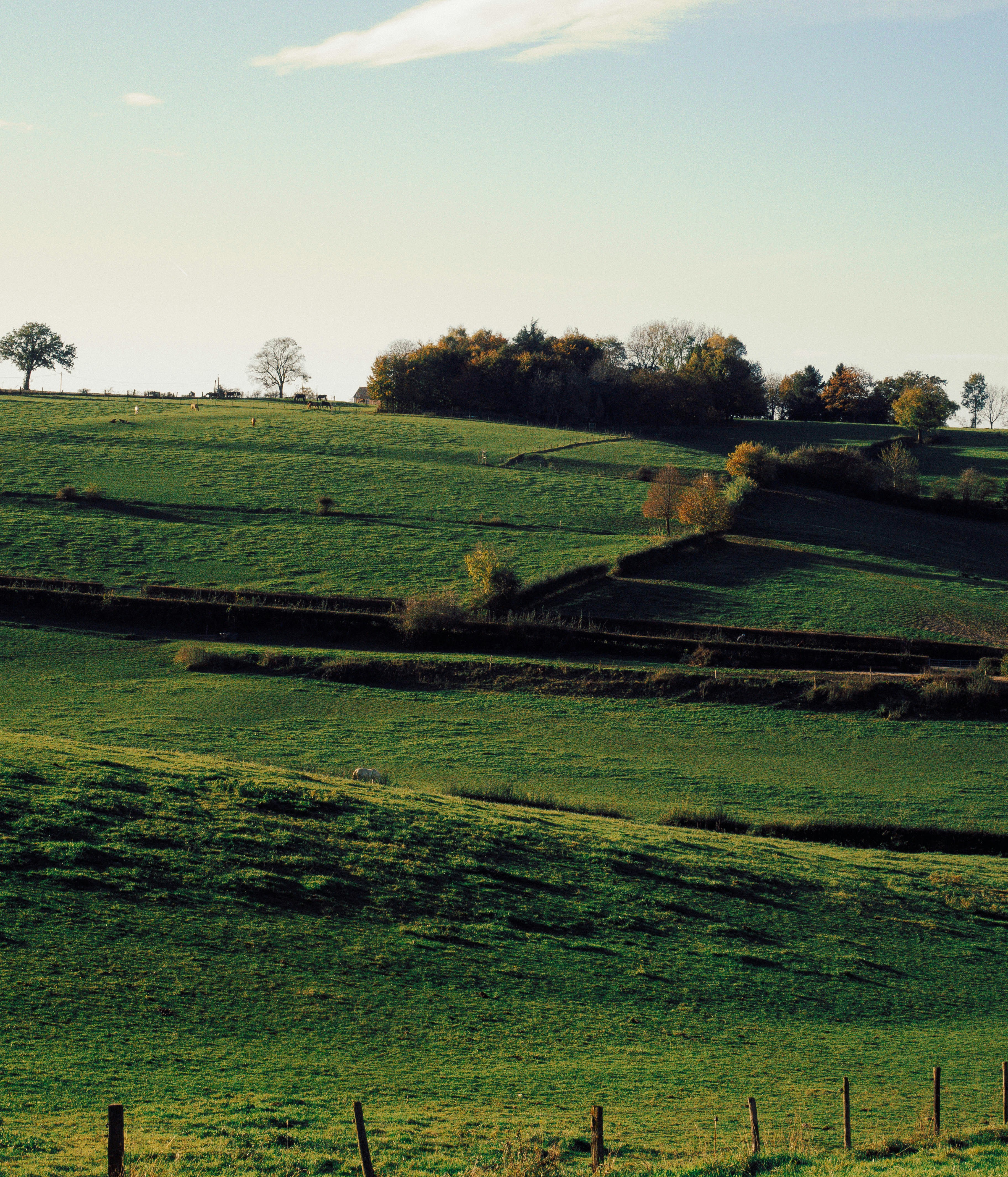Rolling green hills with scattered trees under a clear sky.