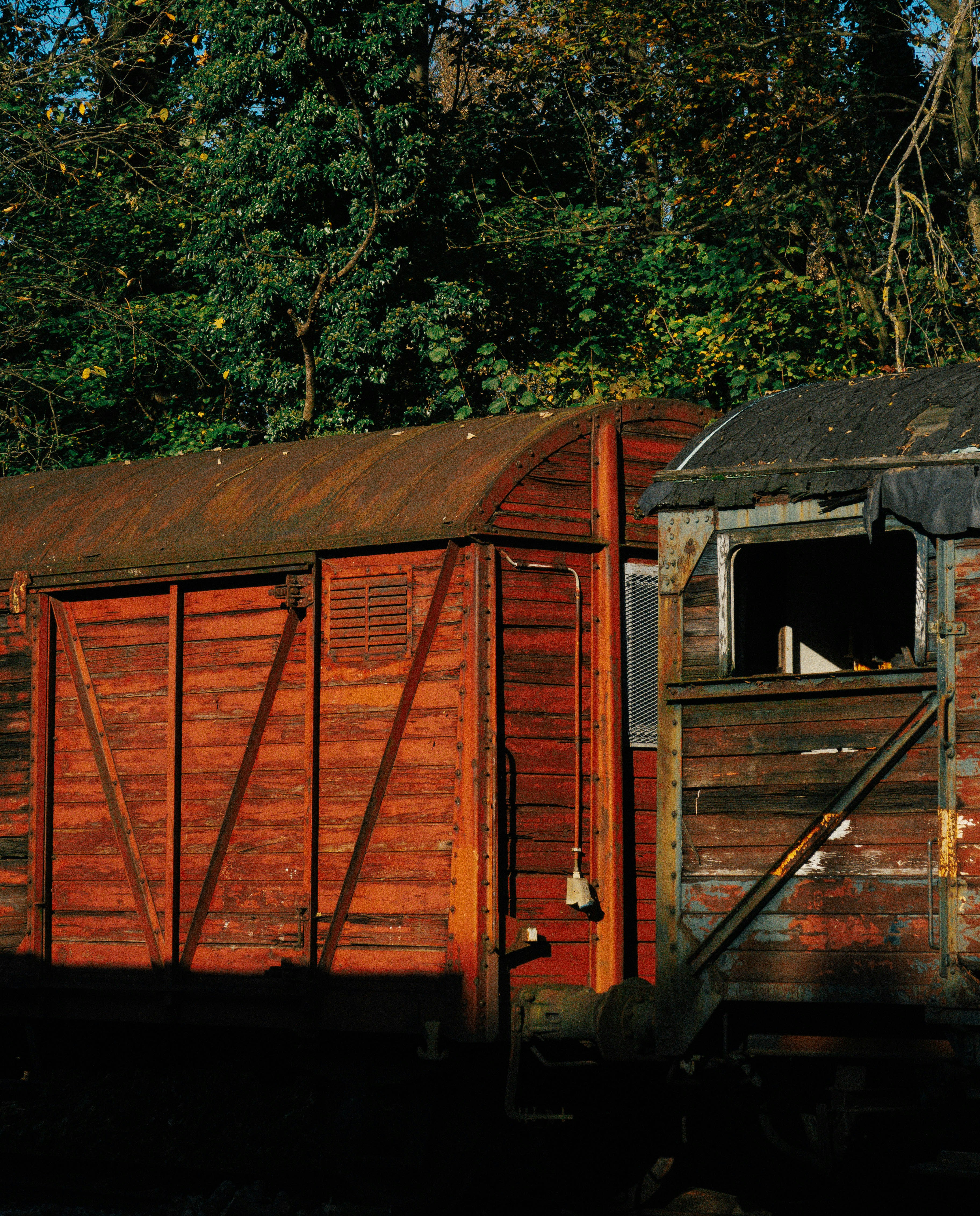 Weathered freight train cars sit under the canopy of trees, showcasing their rich textures and colors. The scene evokes a sense of nostalgia and decay.