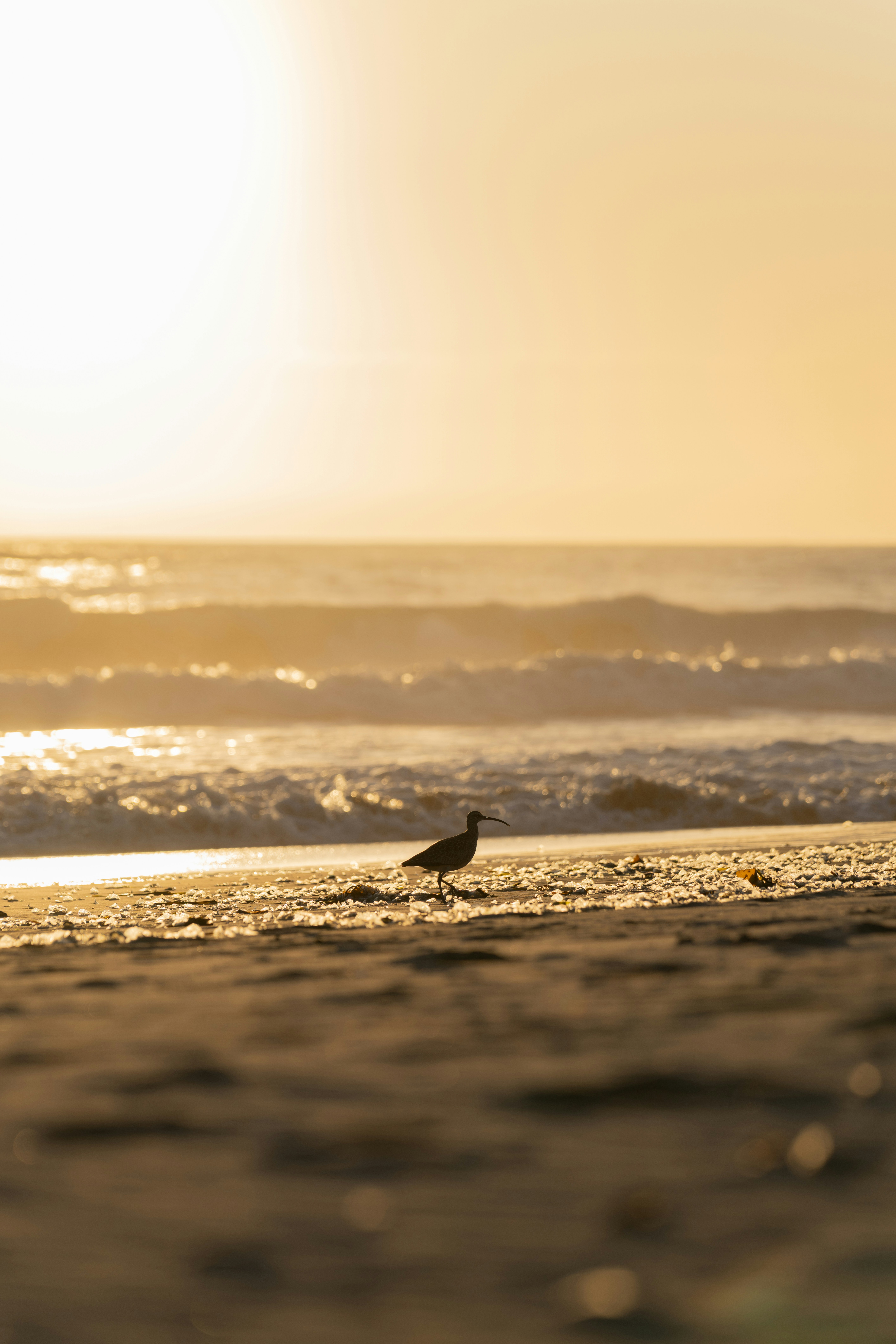 A solitary bird walks along a sandy beach at sunset.