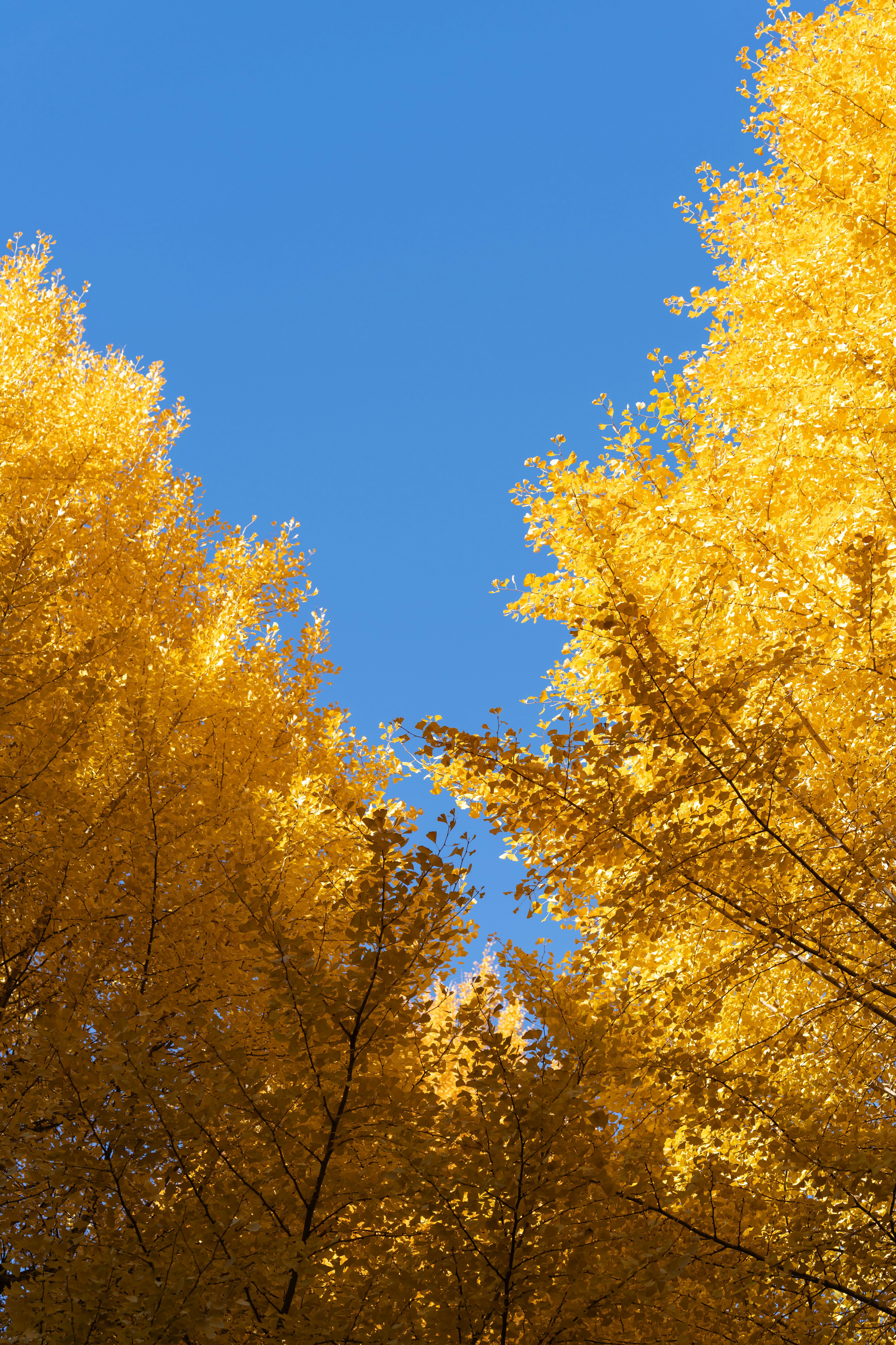 Golden autumn leaves against a clear blue sky