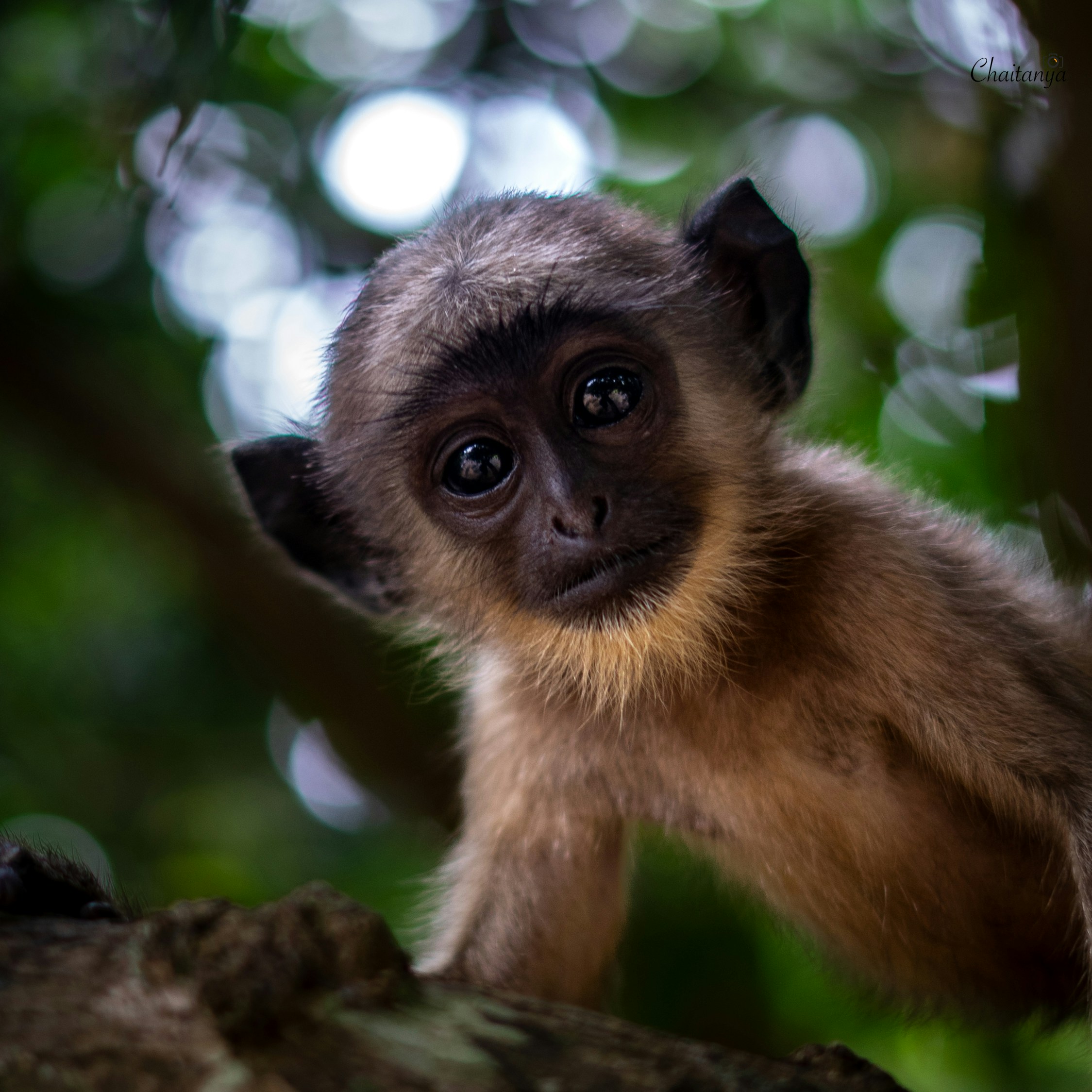 Curious Gaze of the Canopy Dweller