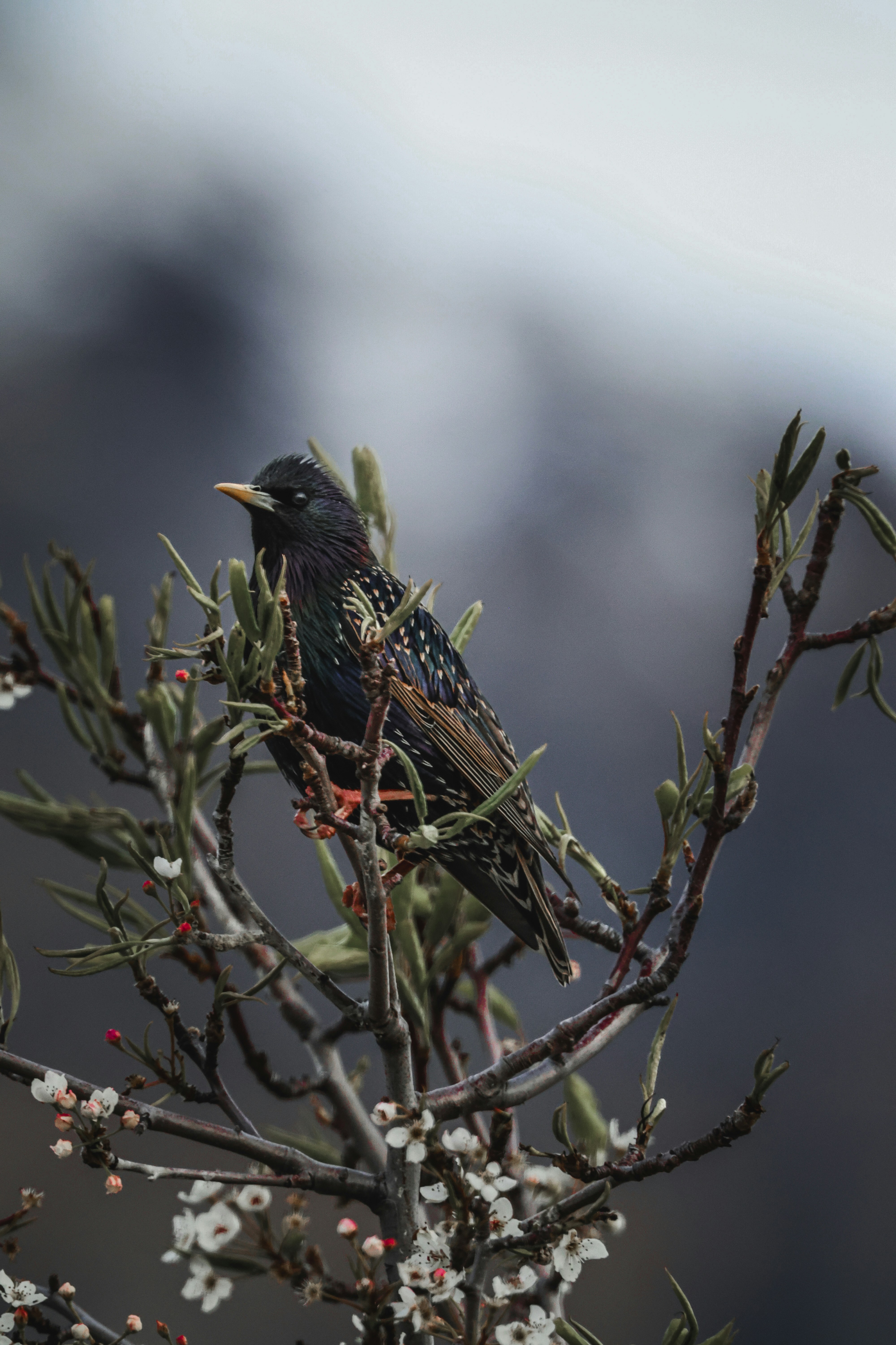 Emerald Elegance: A Starling's Perch