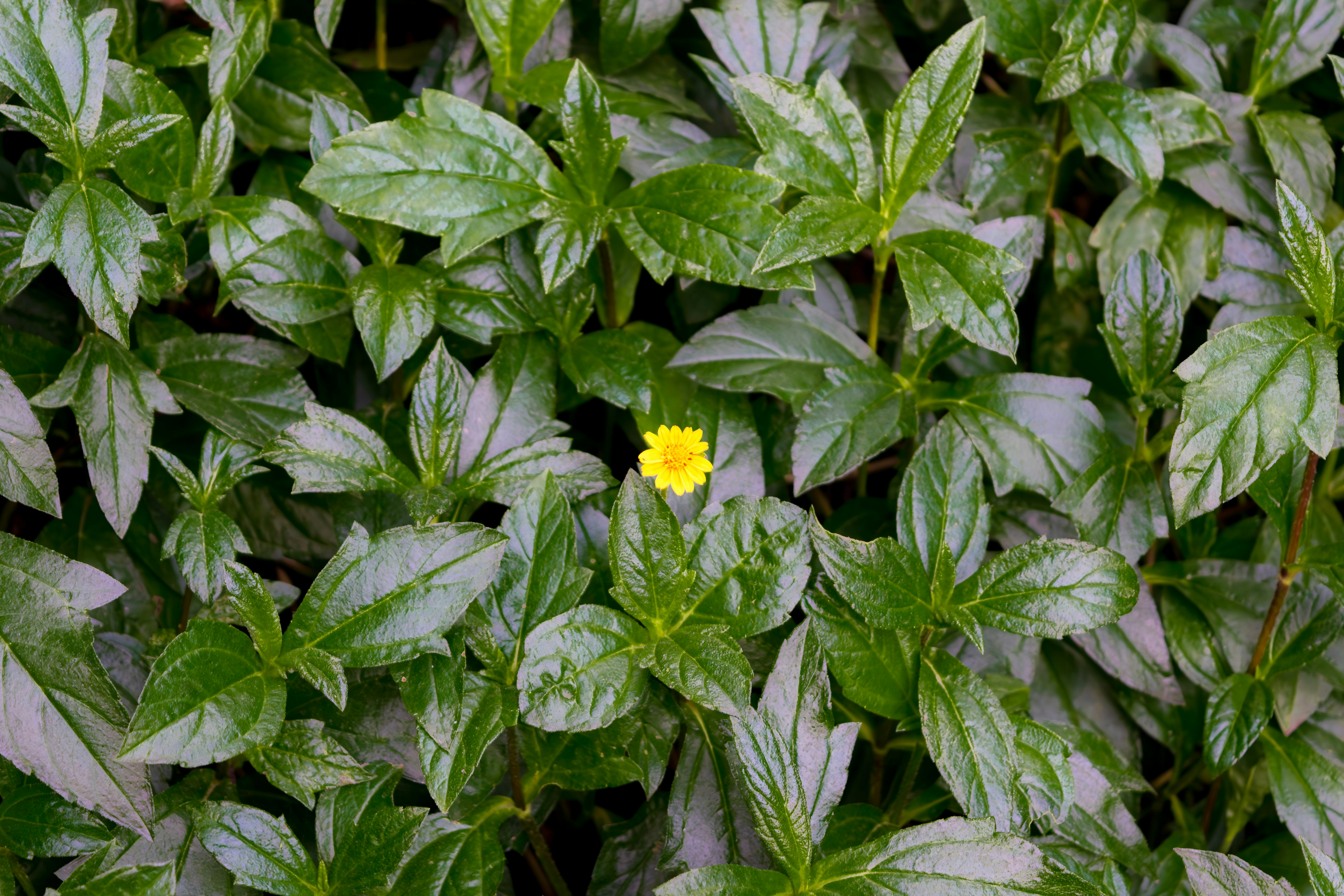 Solitary Yellow Bloom Anchors a Sea of Emerald Leaves