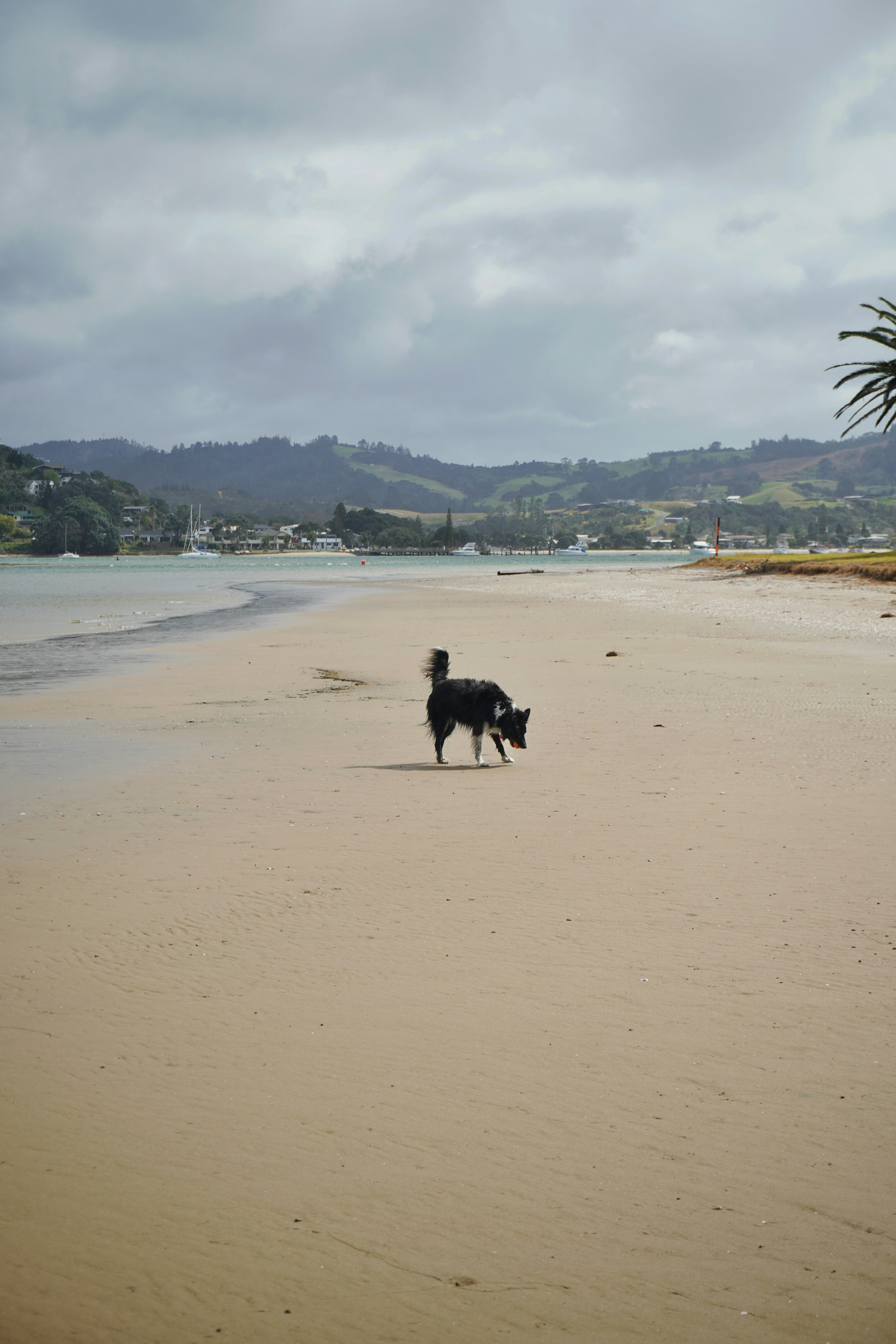 A black dog exploring the sandy beach near a calm bay, with lush hills and distant boats in the background.