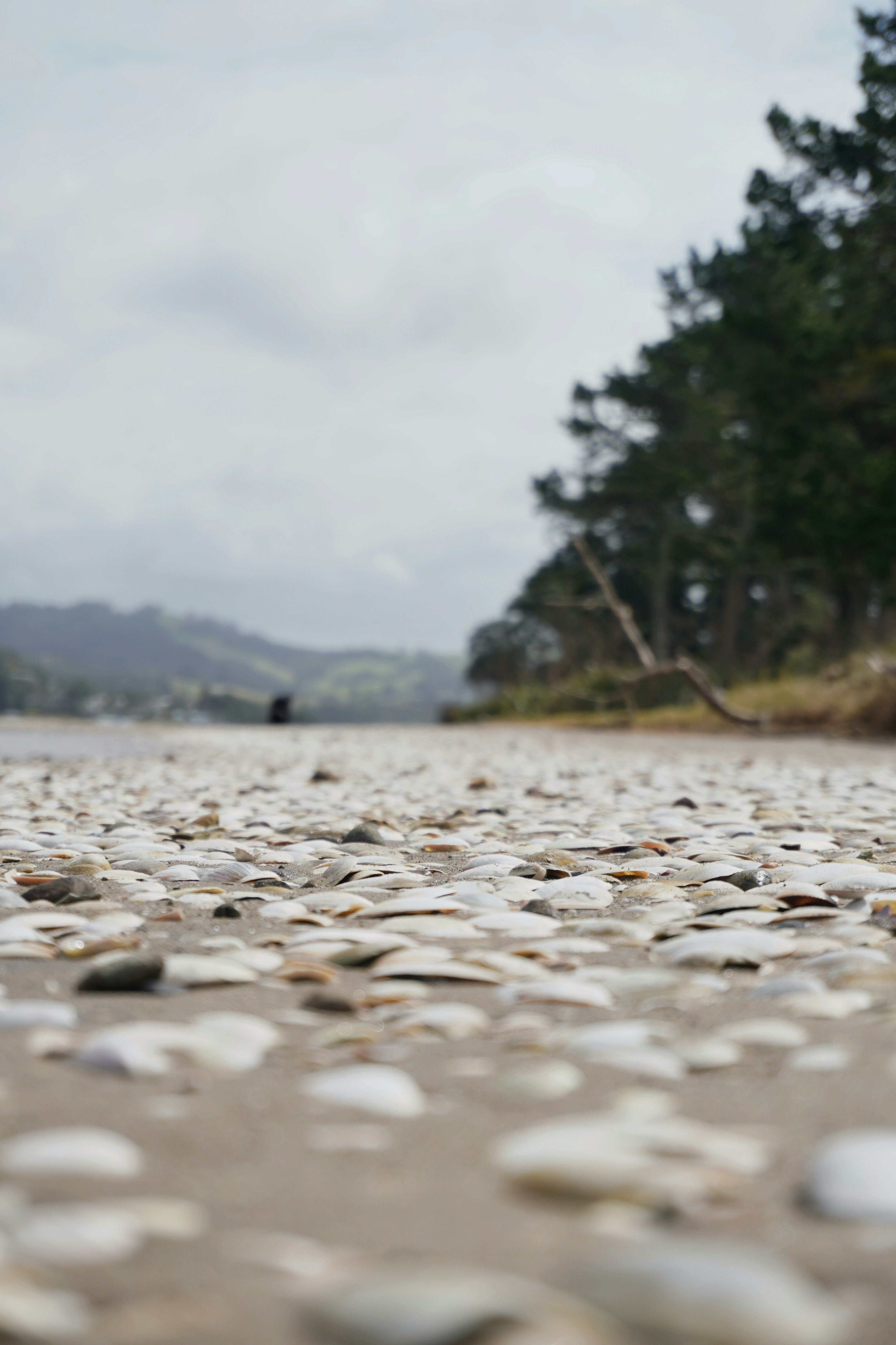 Whispers of the Shoreline
