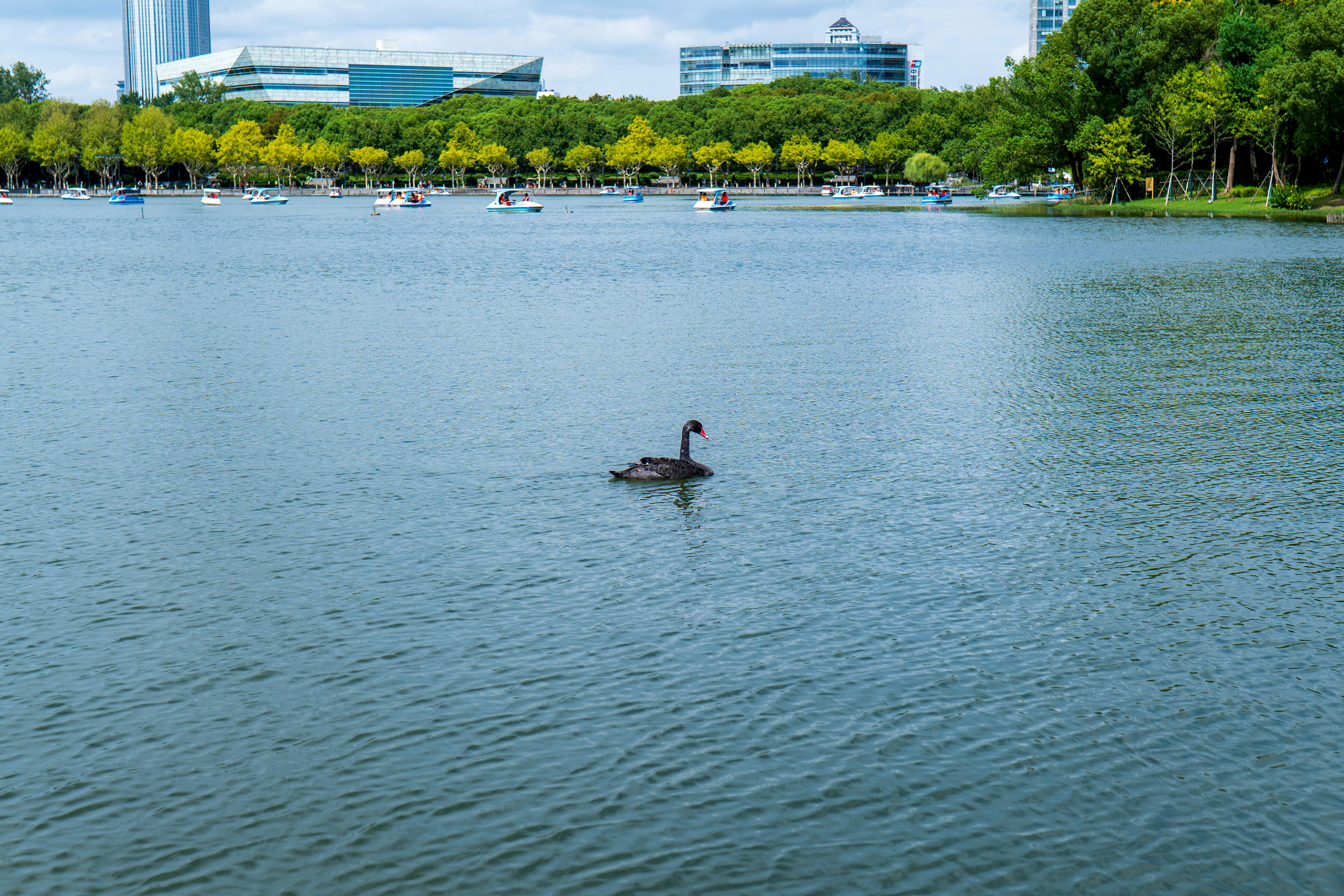 Serenity on the Water: A Black Swan's Journey