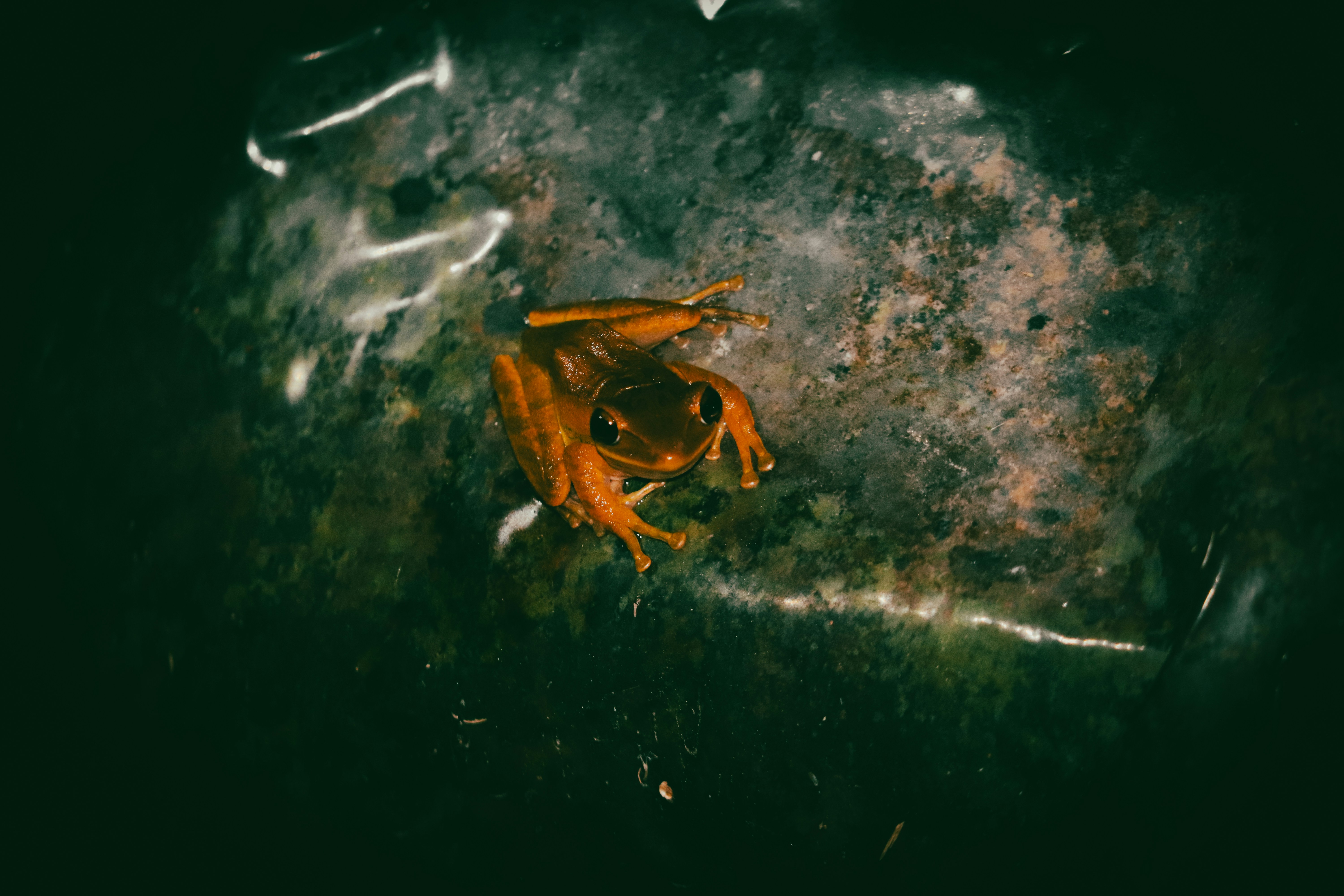 Golden Amphibian: Nature's Hidden Gem