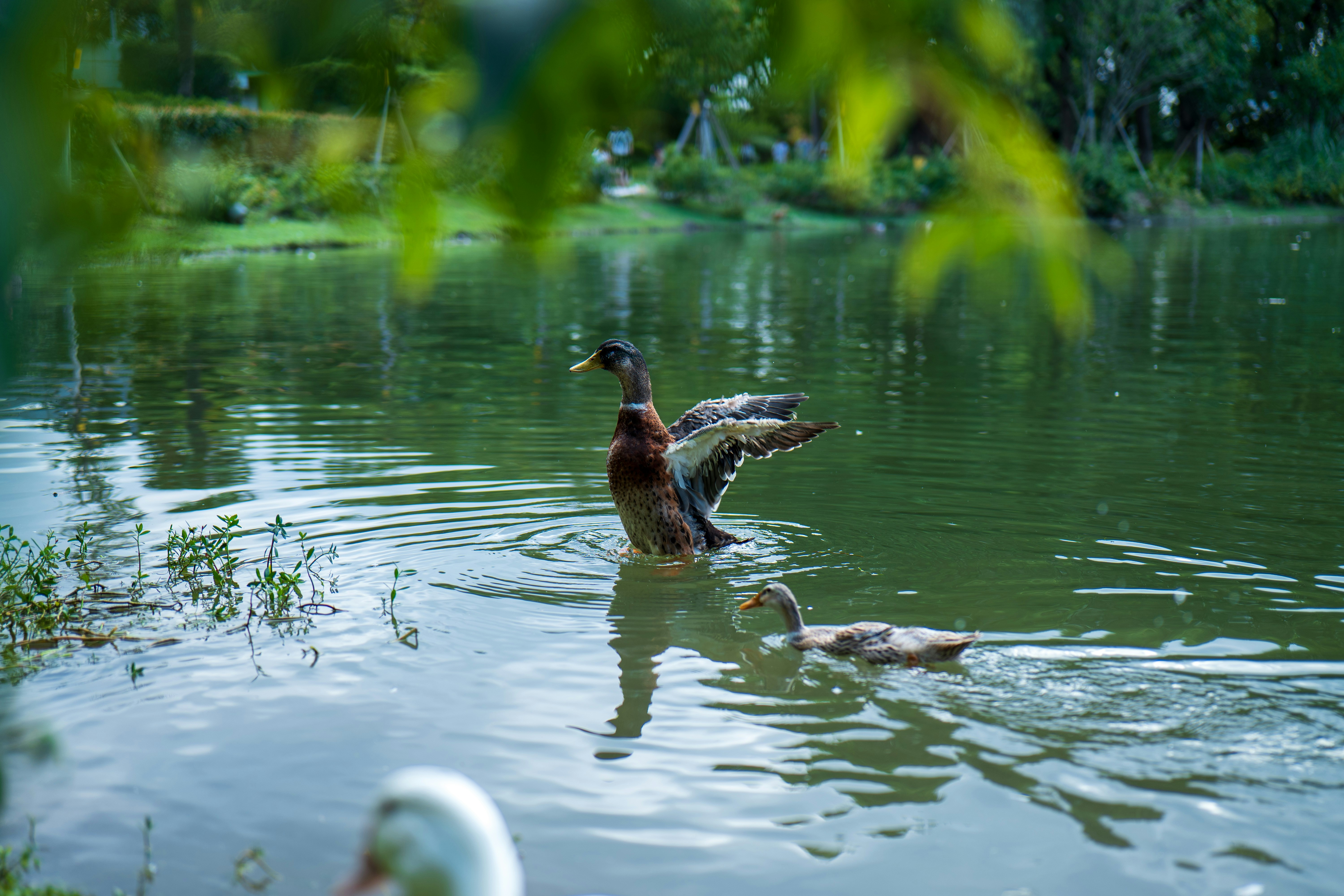 Dancing on Water: A Duck's Delight
