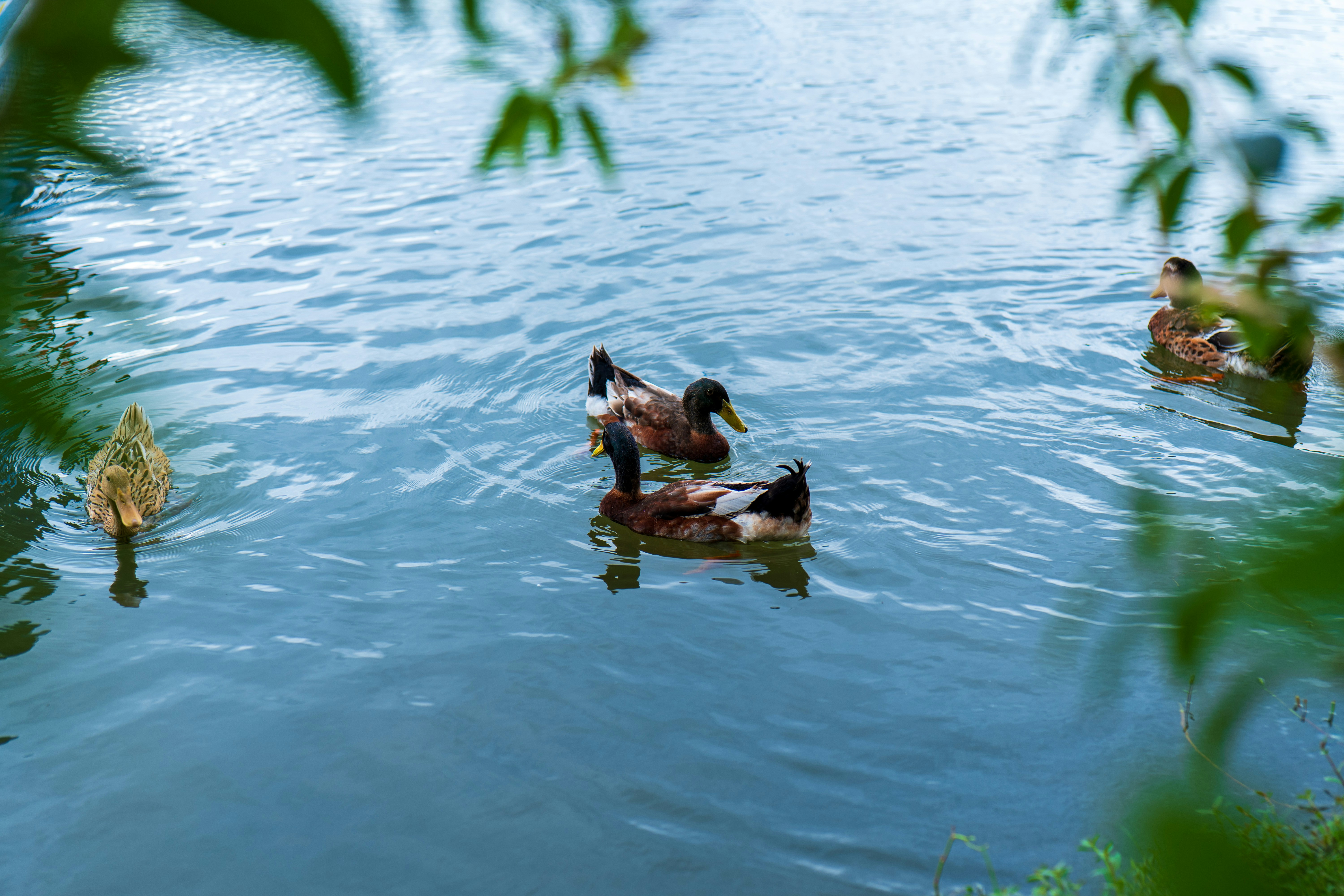 Serenity on the Water: A Duck's Retreat