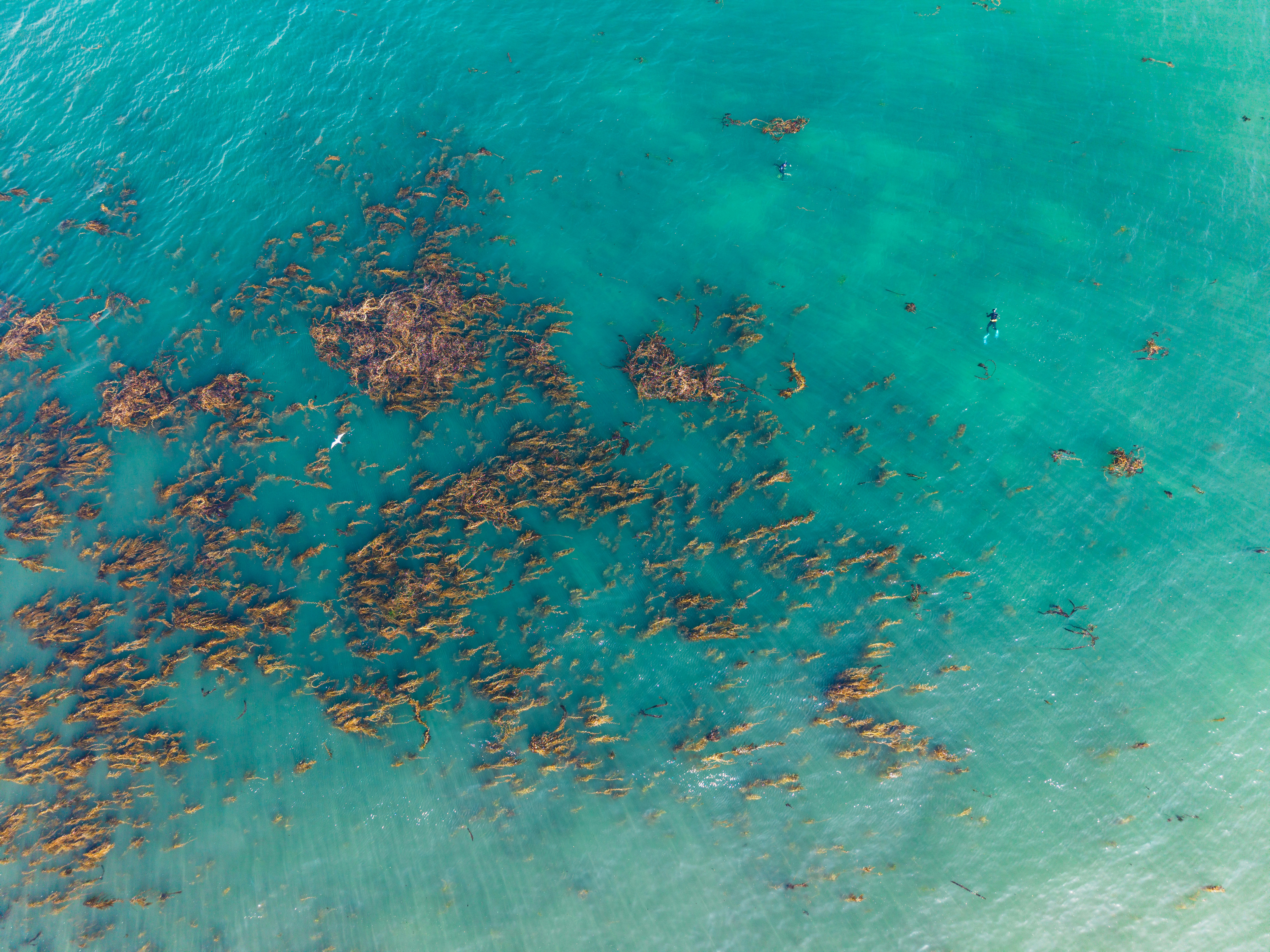 Aerial view of seaweed and swimmers in turquoise water.