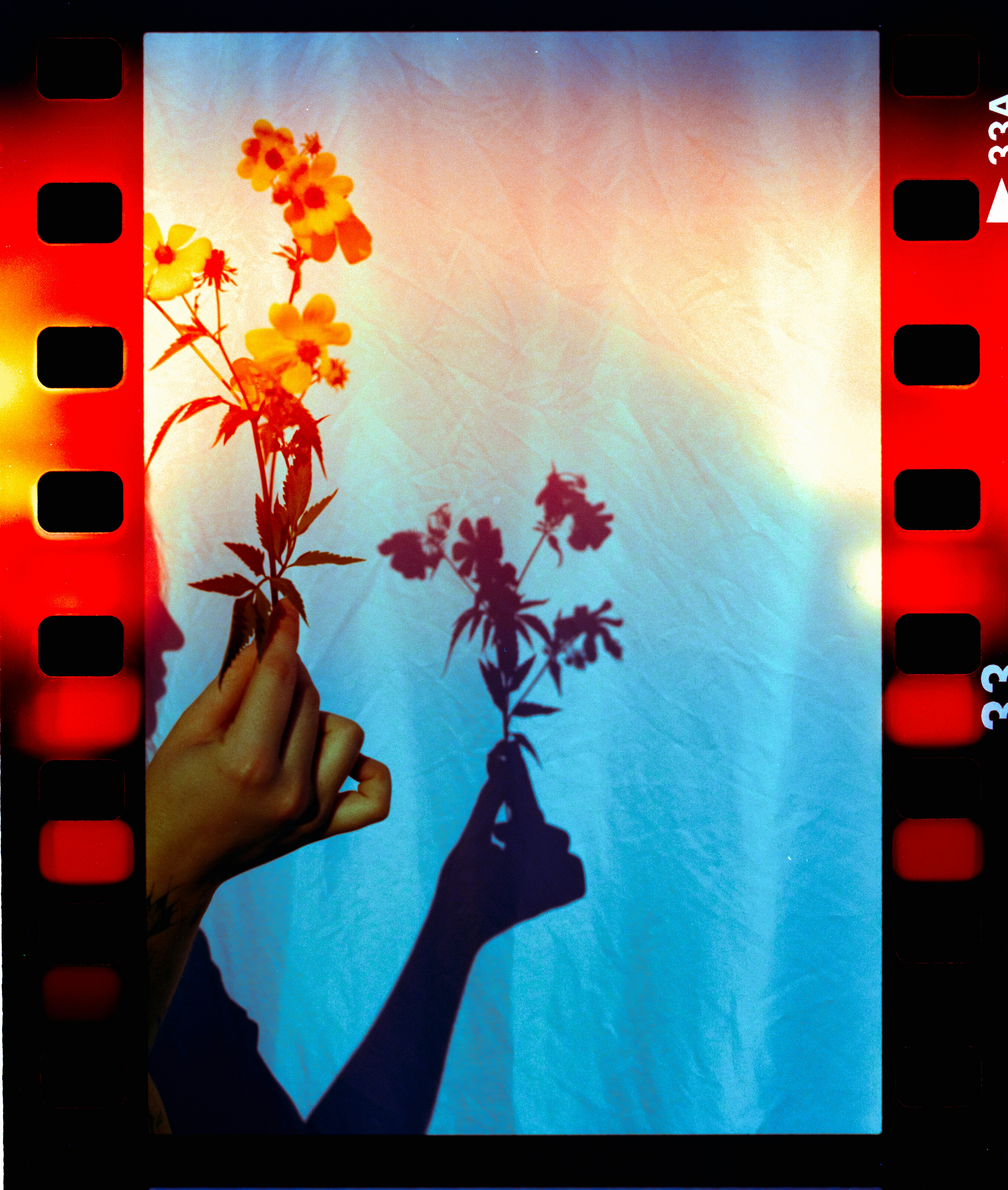 Whispers of Nature: A Dance of Shadows