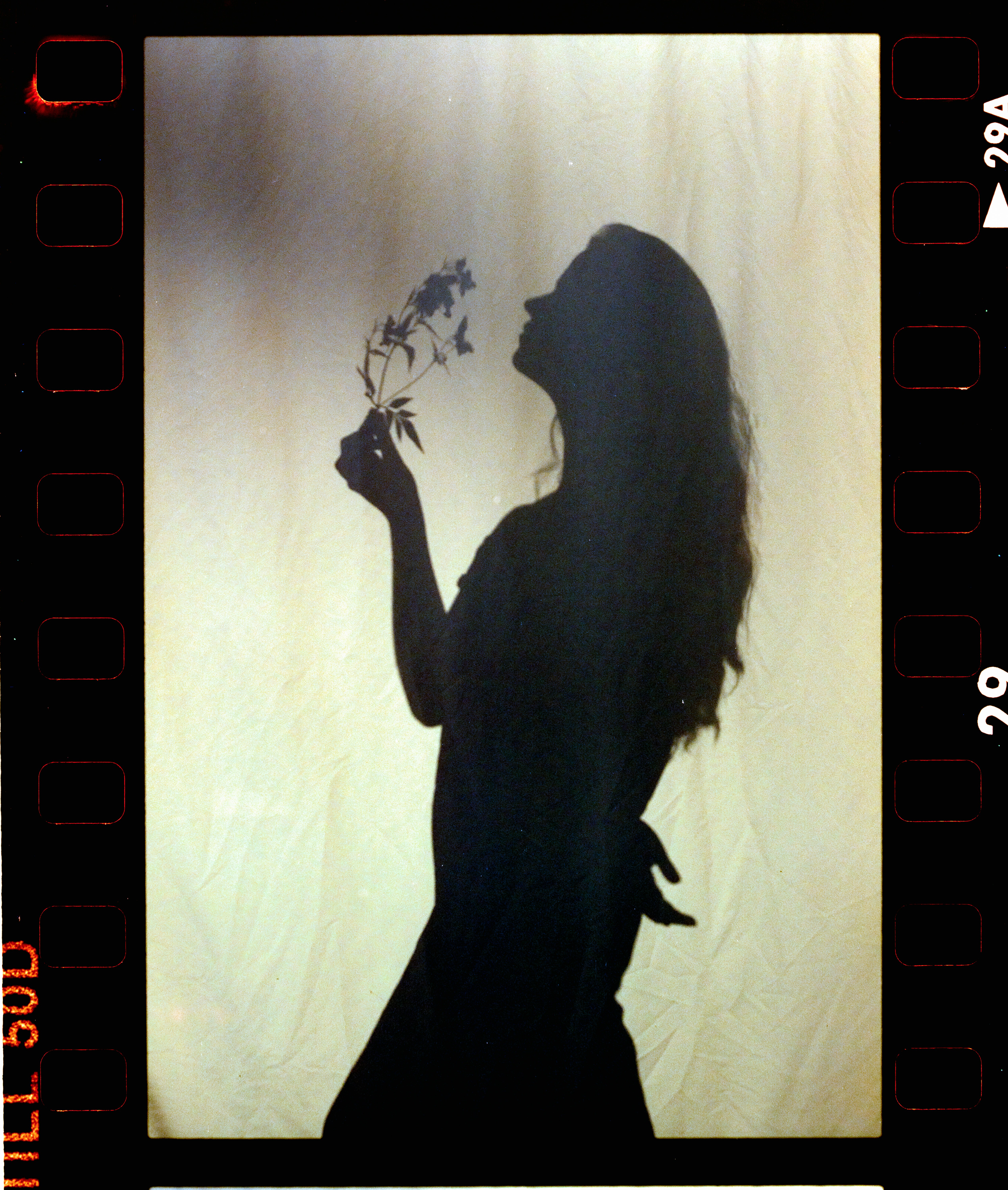 Silhouette of a woman smelling a flower