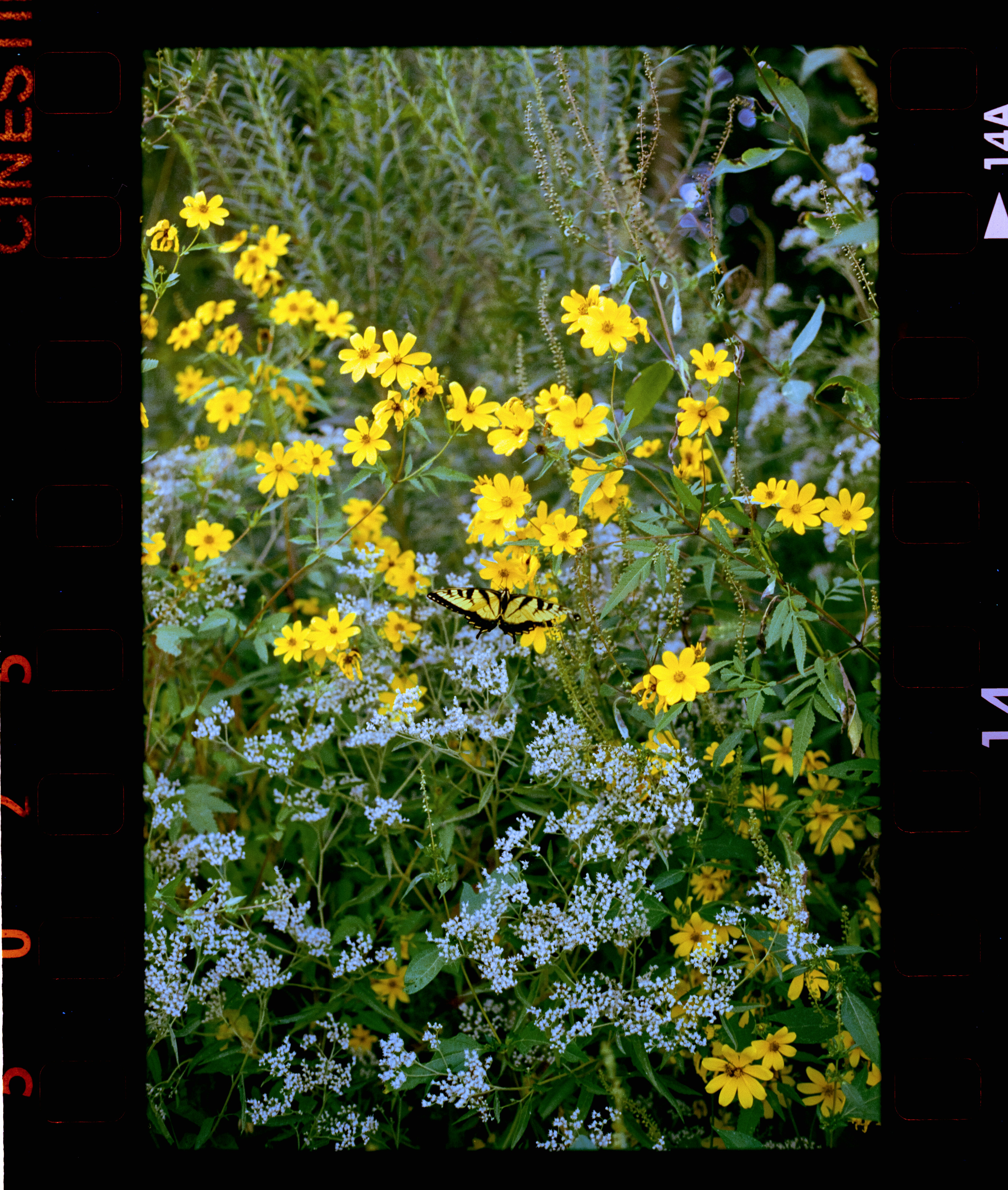 Whispers of Nature: A Butterfly's Embrace
