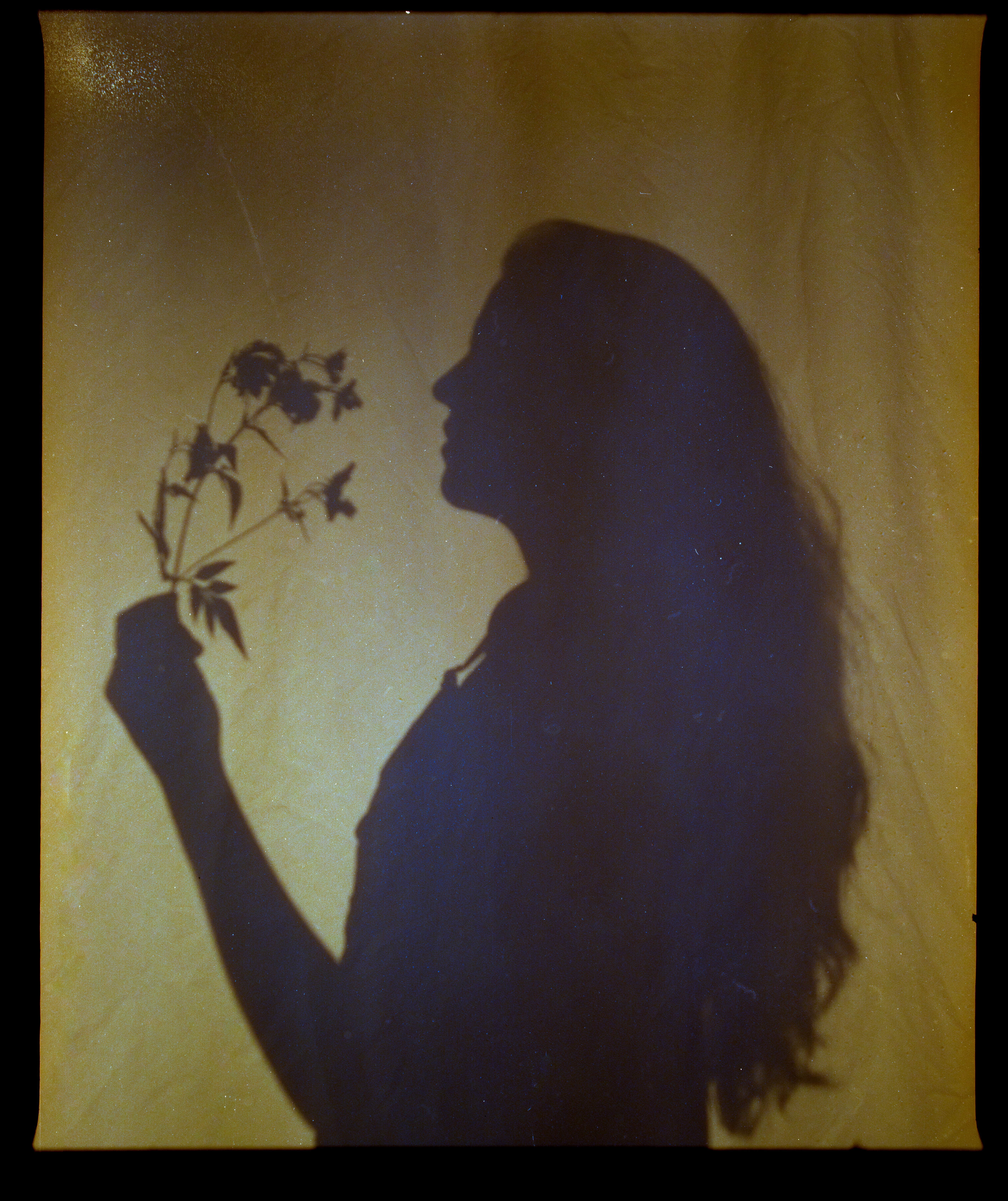Silhouette of a woman holding a flower branch.