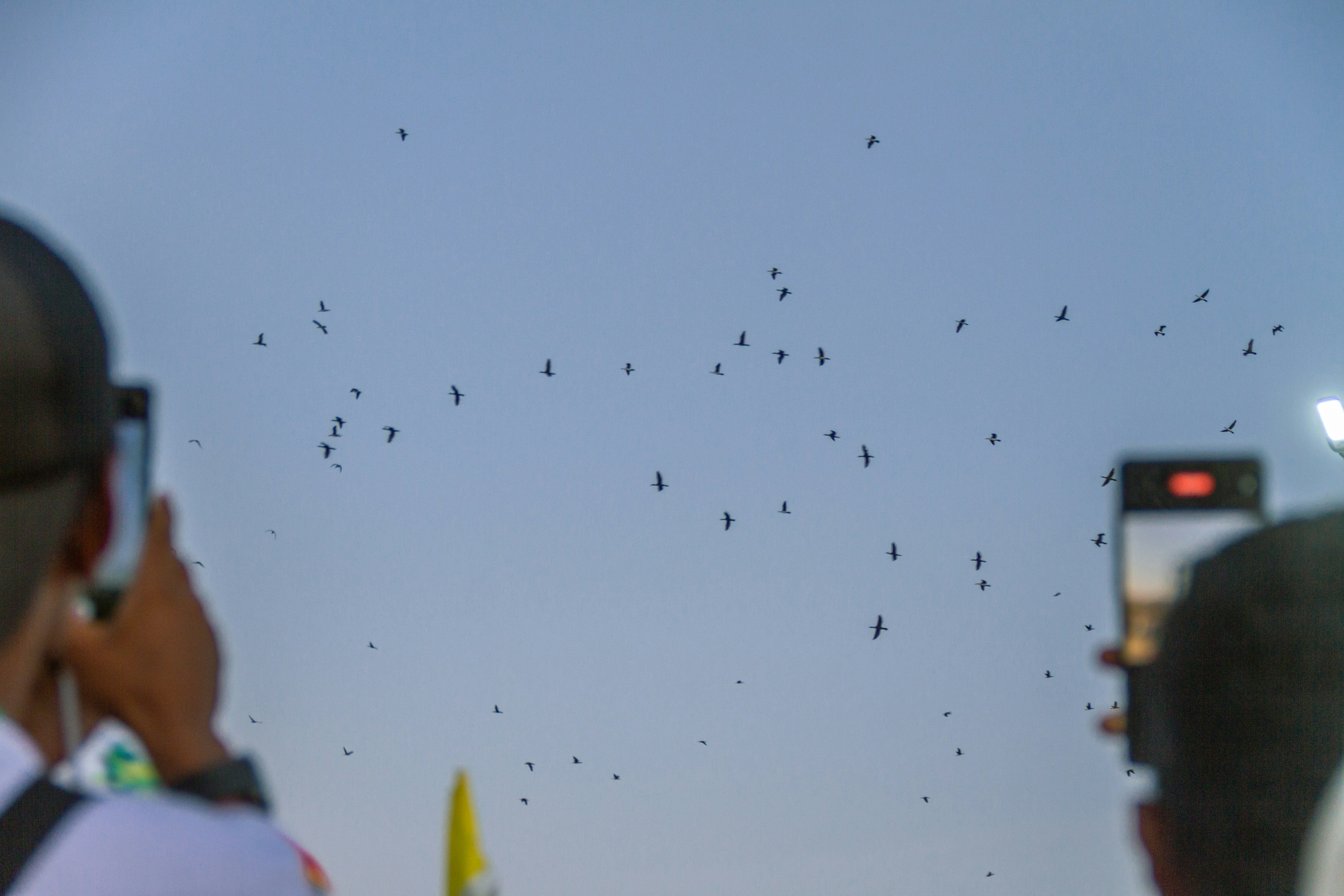 Midair Flock Framing a Moment Between Onlookers