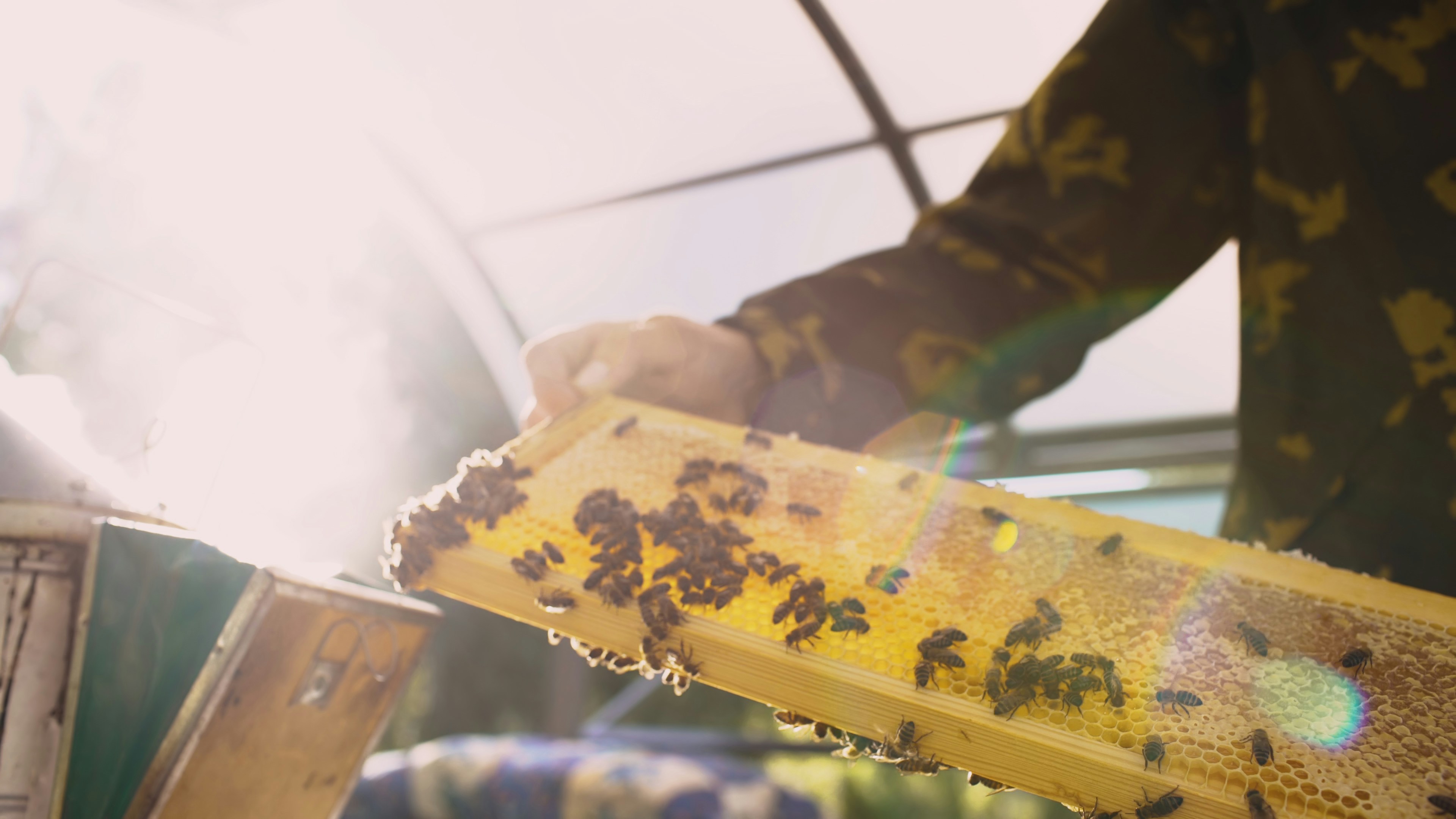Beekeeper tending to a honeycomb with bees. photo – Free Summer Image ...