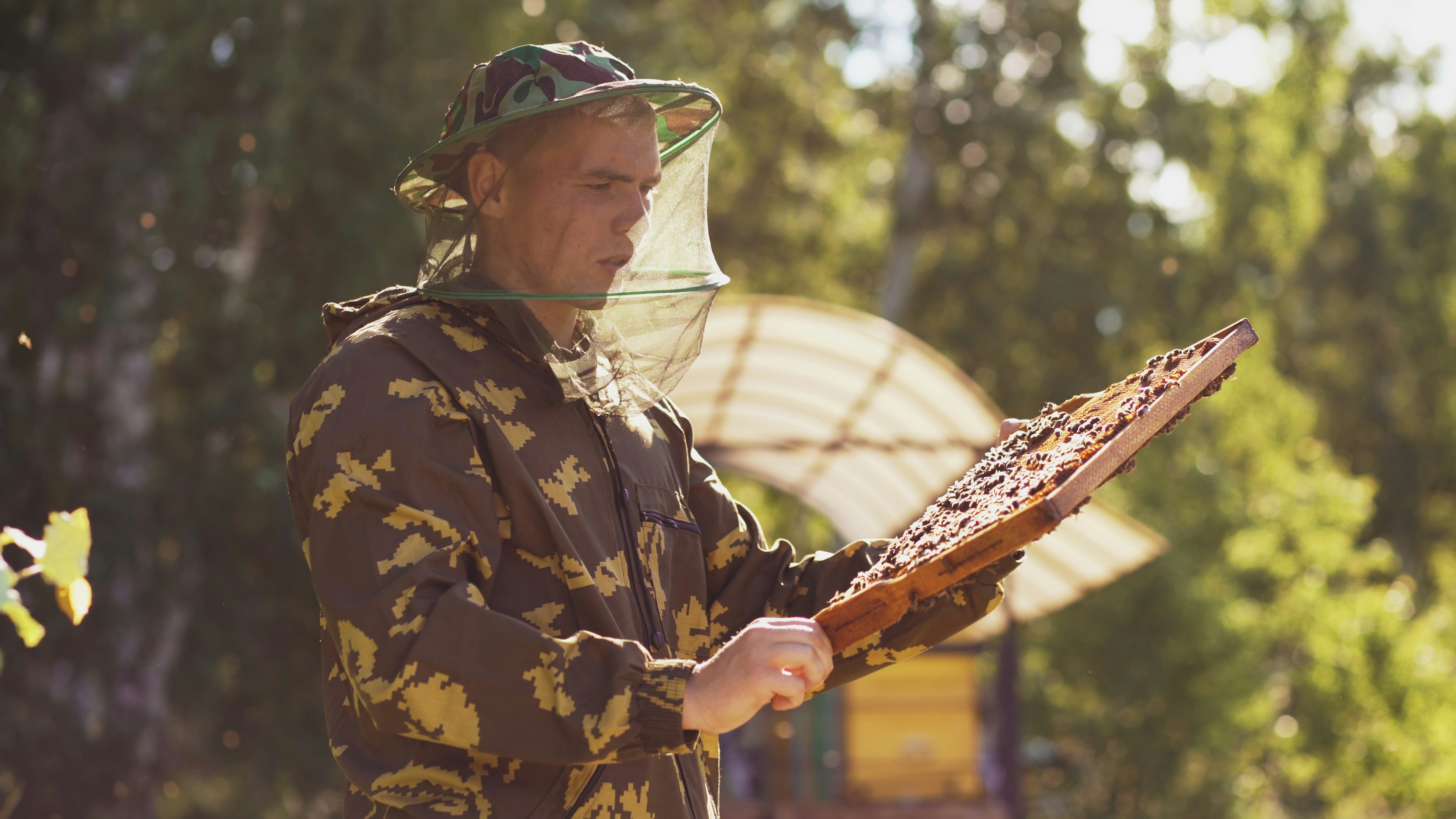 Beekeeper inspecting a honeycomb frame outdoors photo – Free Summer ...