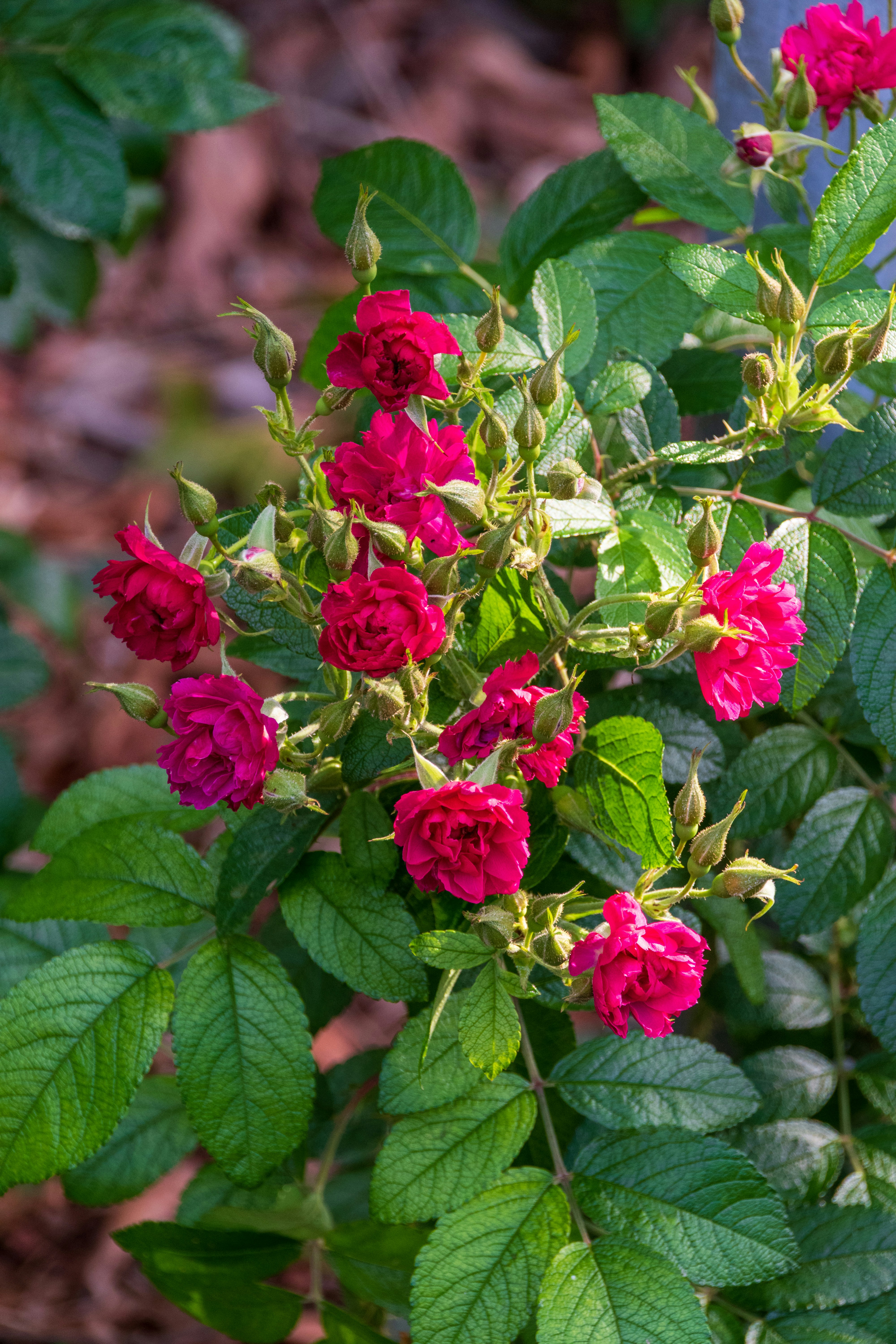 Crimson Rosettes Amid Verdant Foliage