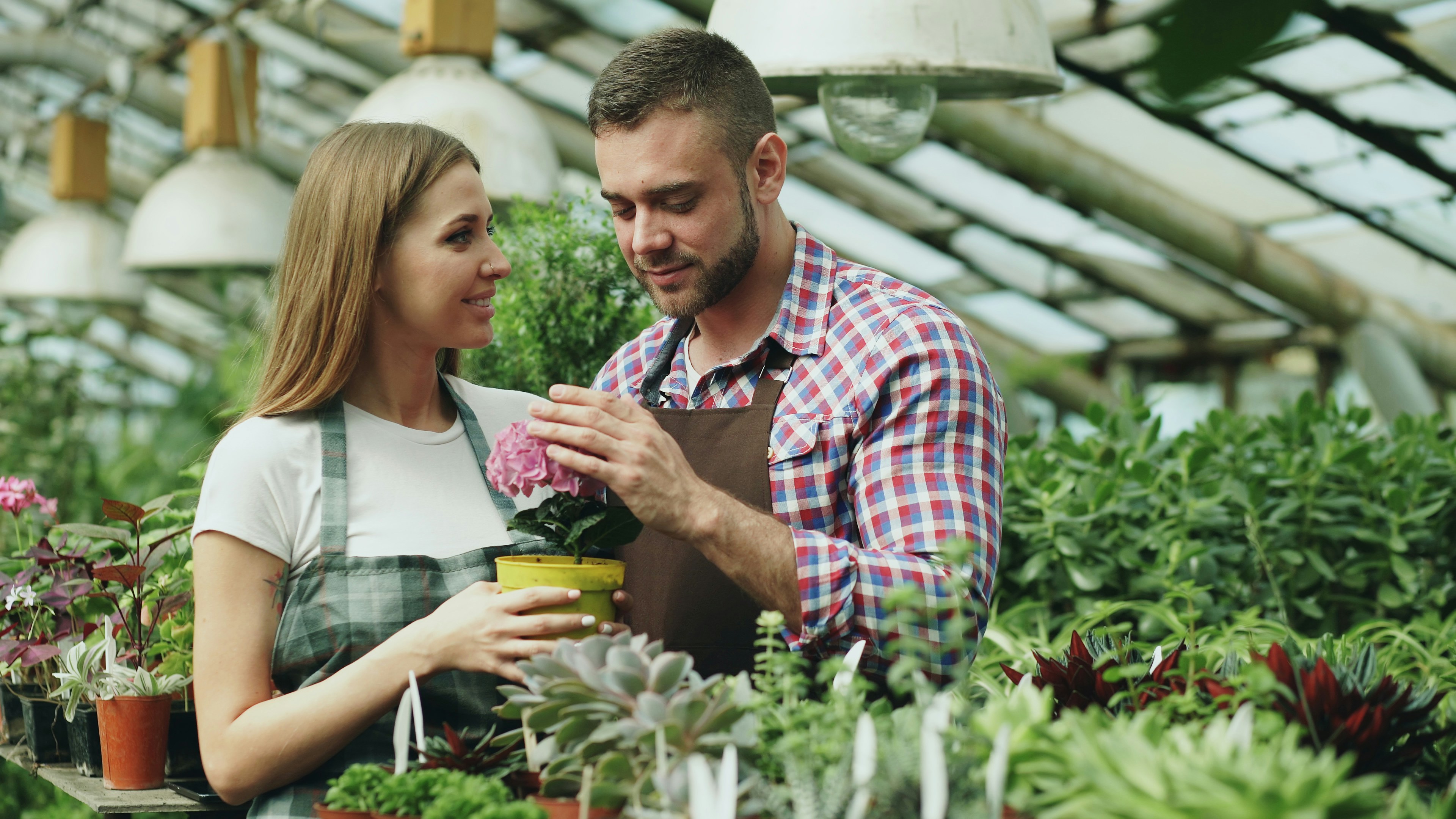 Couple tending to plants in a greenhouse photo – Free Garden Image on ...
