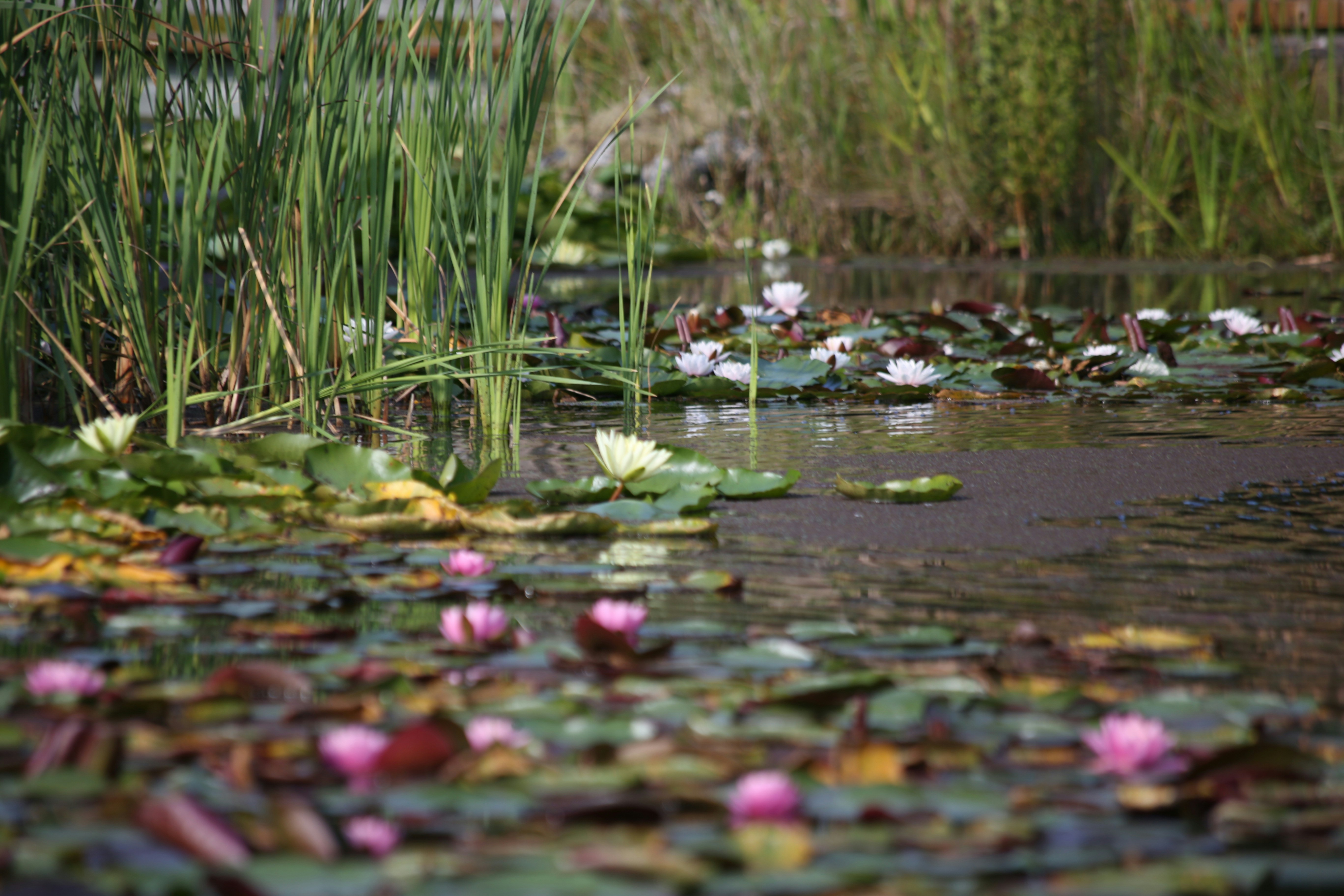 Lily Lattice on a Tranquil Pond: Pink and White Blooms Among Reeds