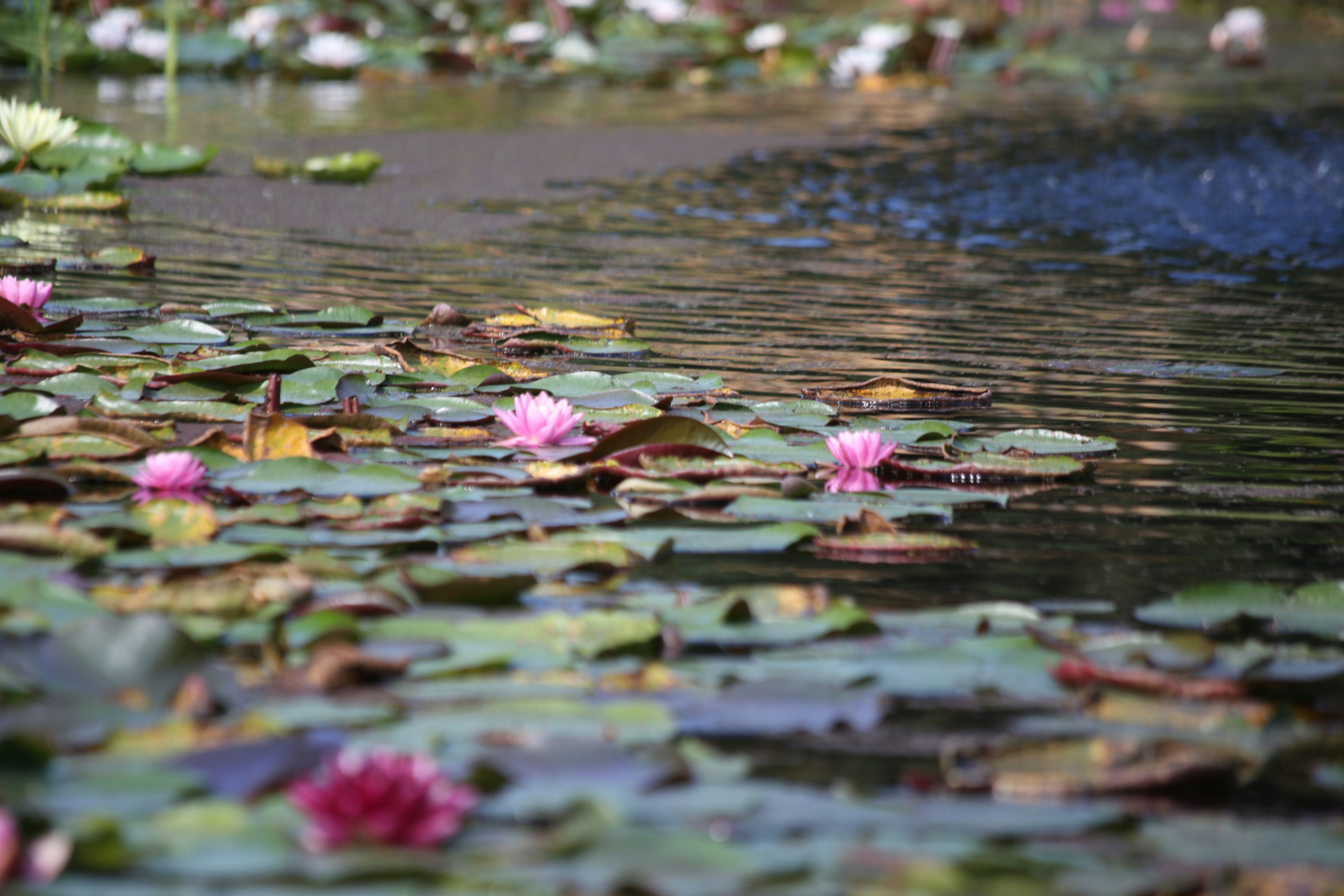 Serenity on Still Waters: A Dance of Lilies