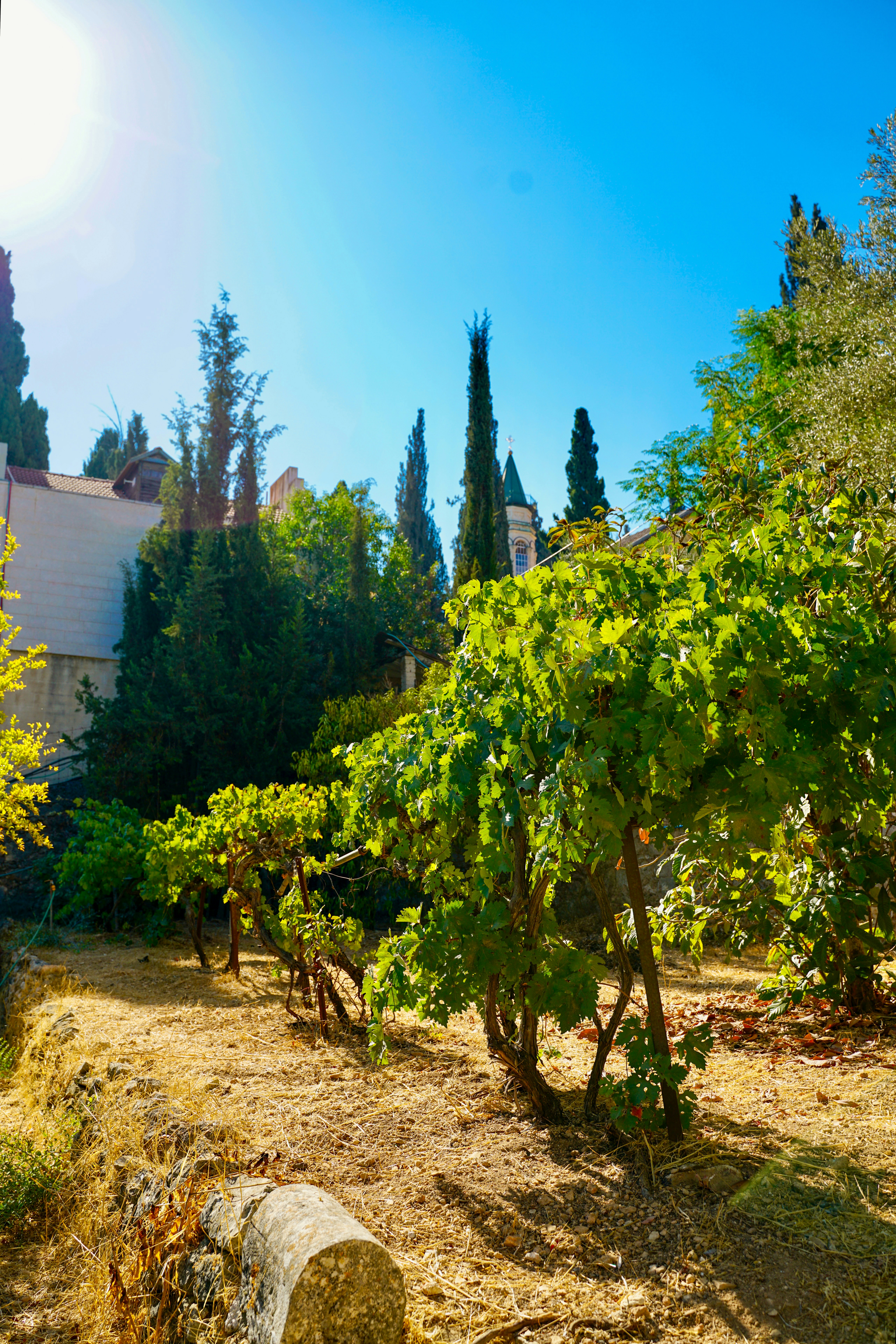 Lush grapevines stretch across a sunlit landscape, framed by tall cypress trees and a distant architectural silhouette. The warm light enhances the vibrant greens and earthy tones.