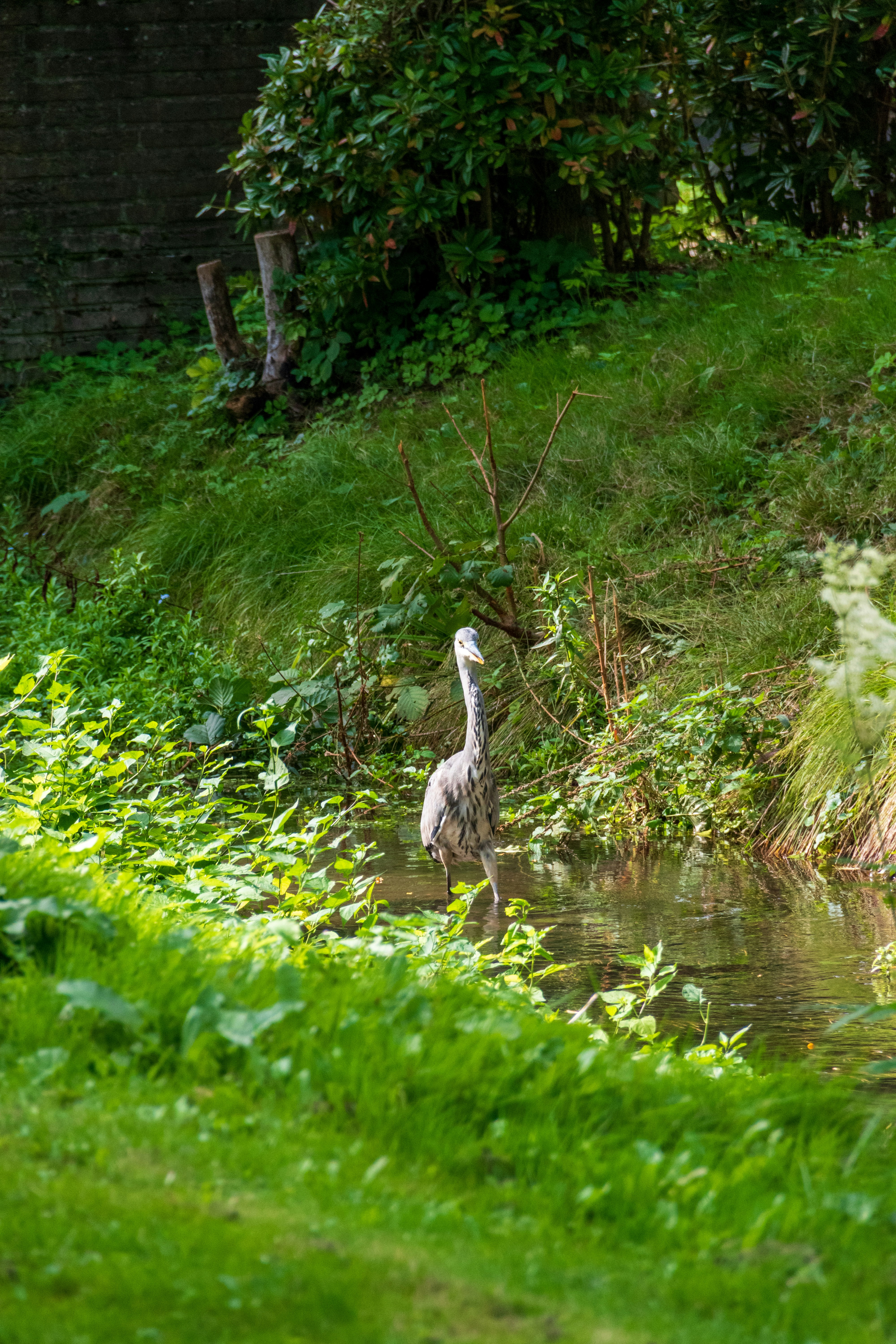 Elegance in Still Waters