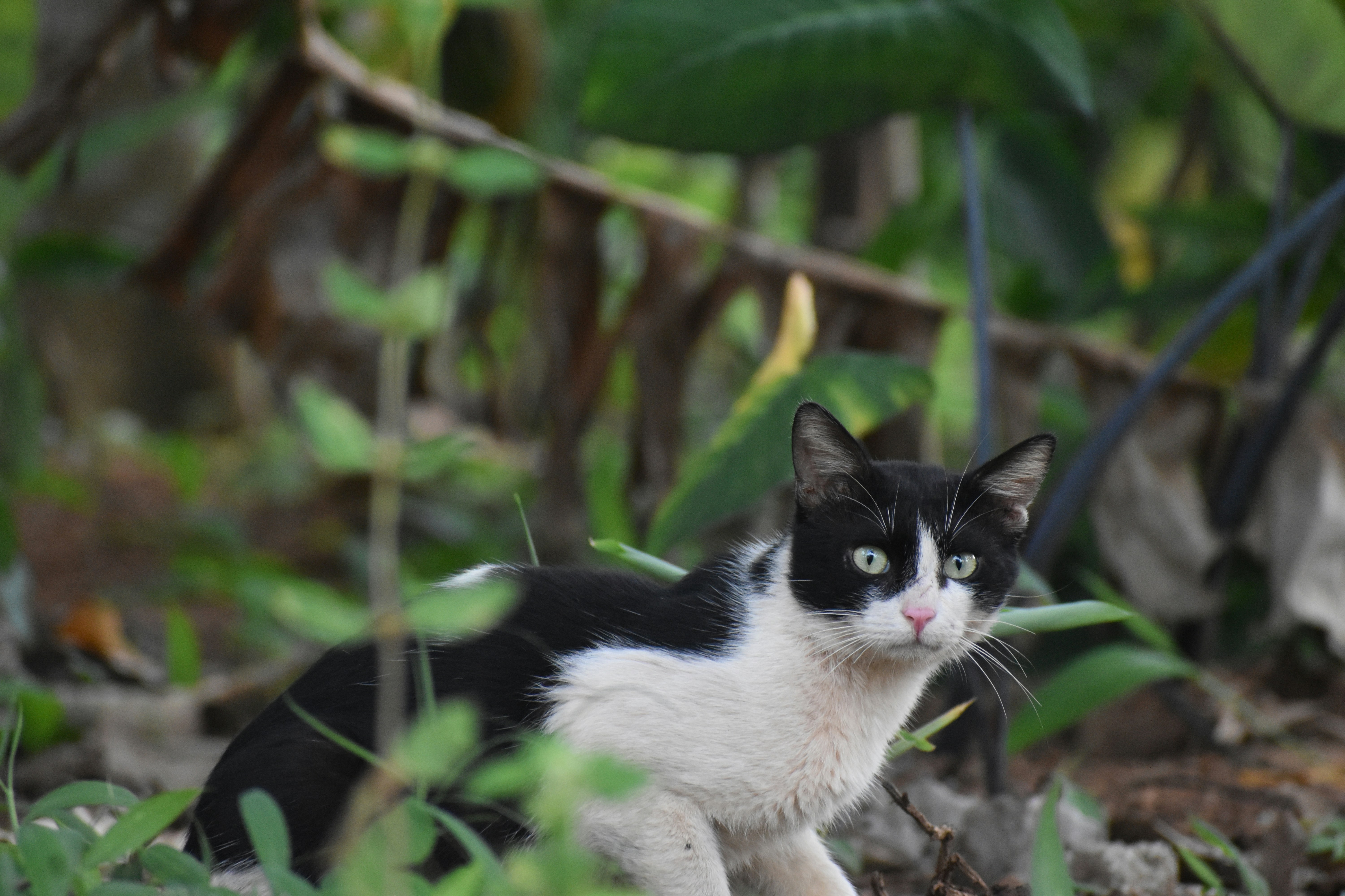 A curious cat investigates the backyard, pausing to observe me. Shot on Nikon D3500. | A black and white cat peeks through foliage.