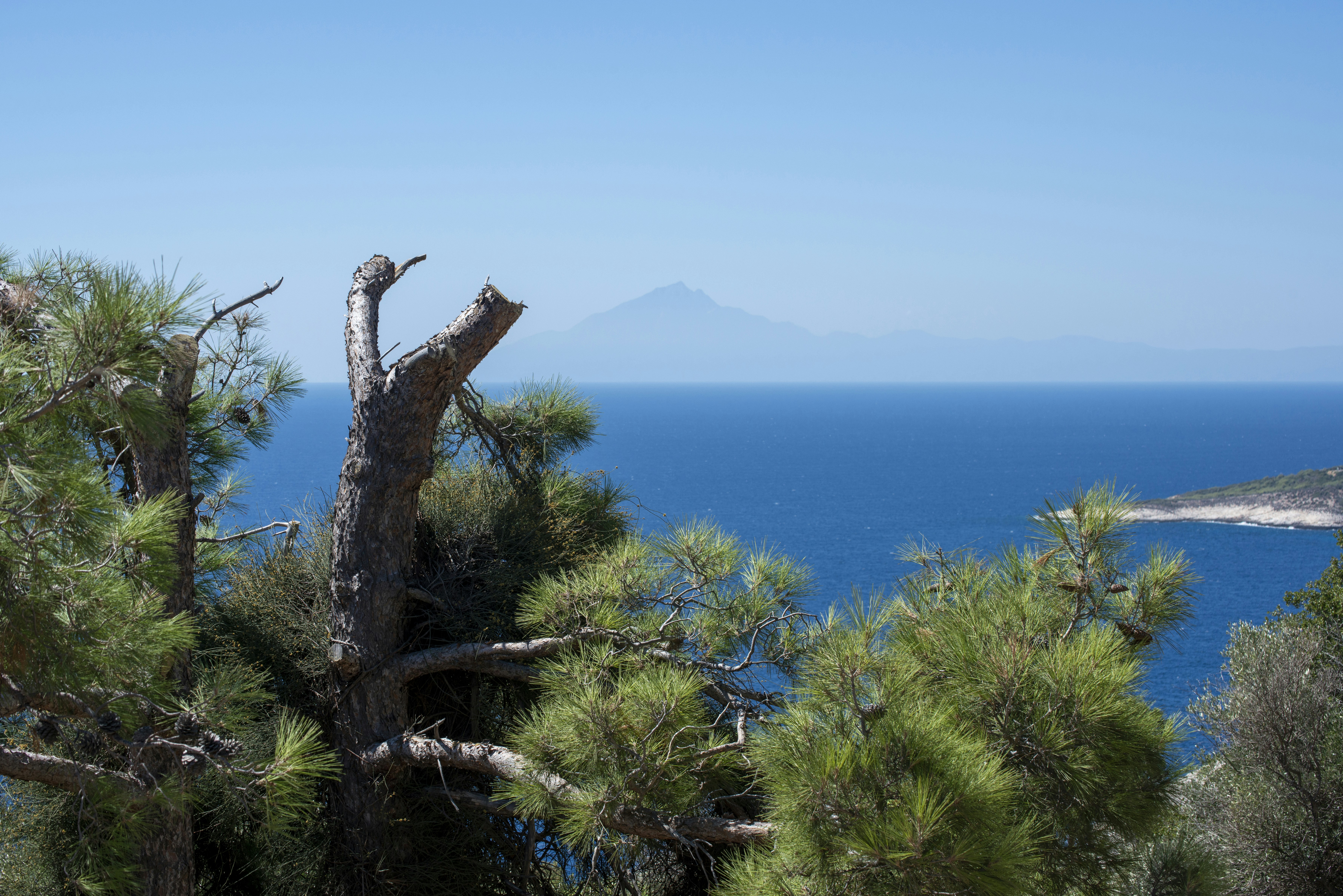 Pine-Framed Horizon: A Distant Island Beneath a Cerulean Sky