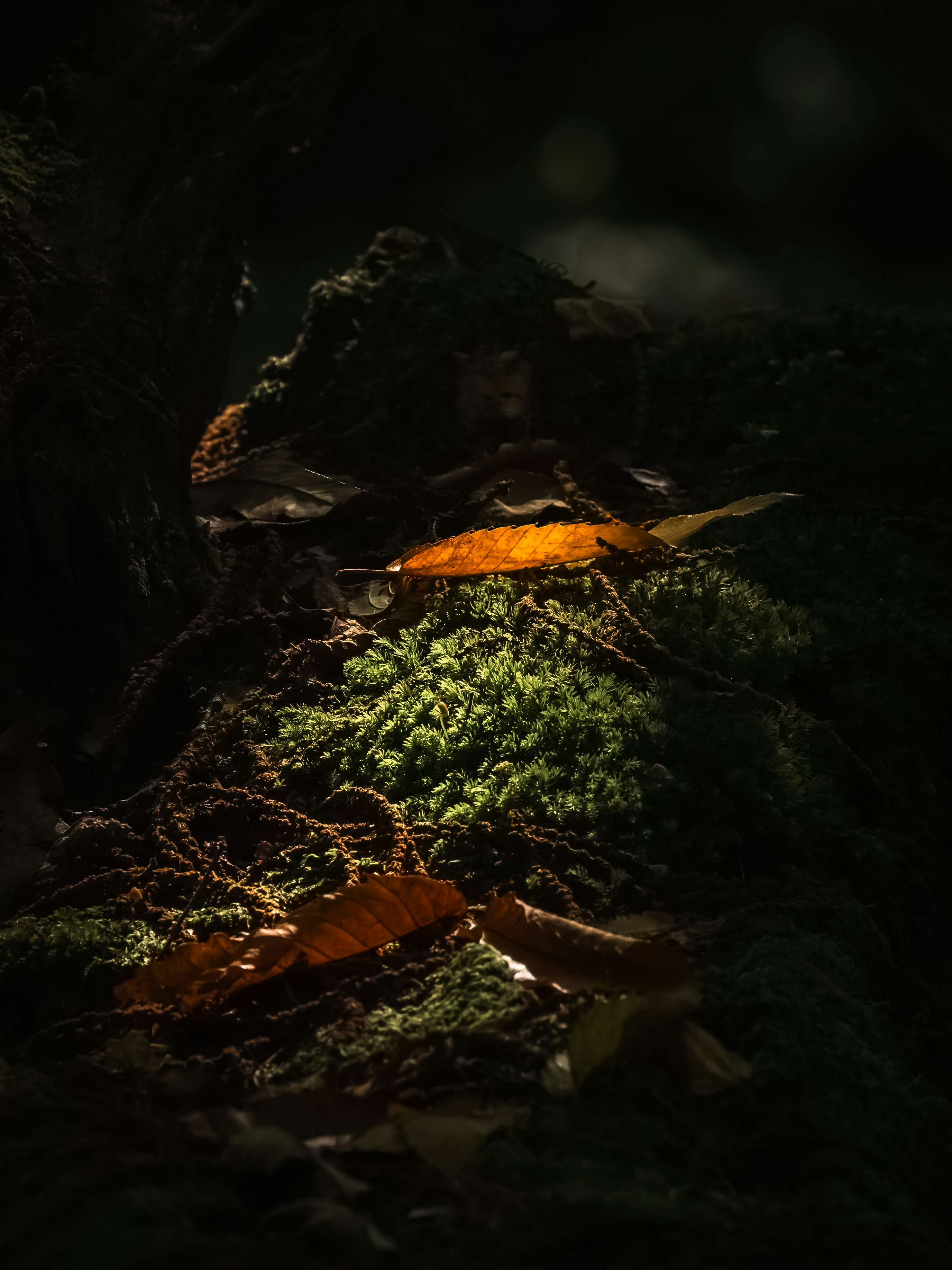 Light catching a leaf in a dimly lit forest | Sunlight illuminates mossy forest floor with fallen leaves.
