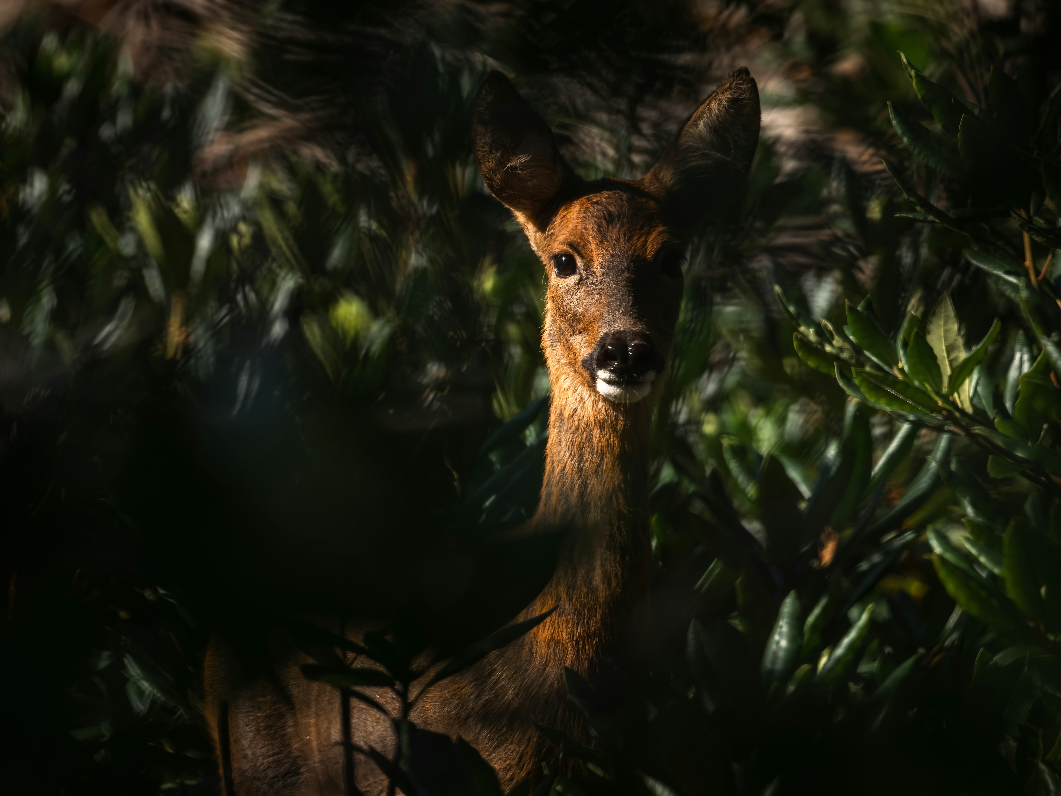 A deer peeking through dense green foliage