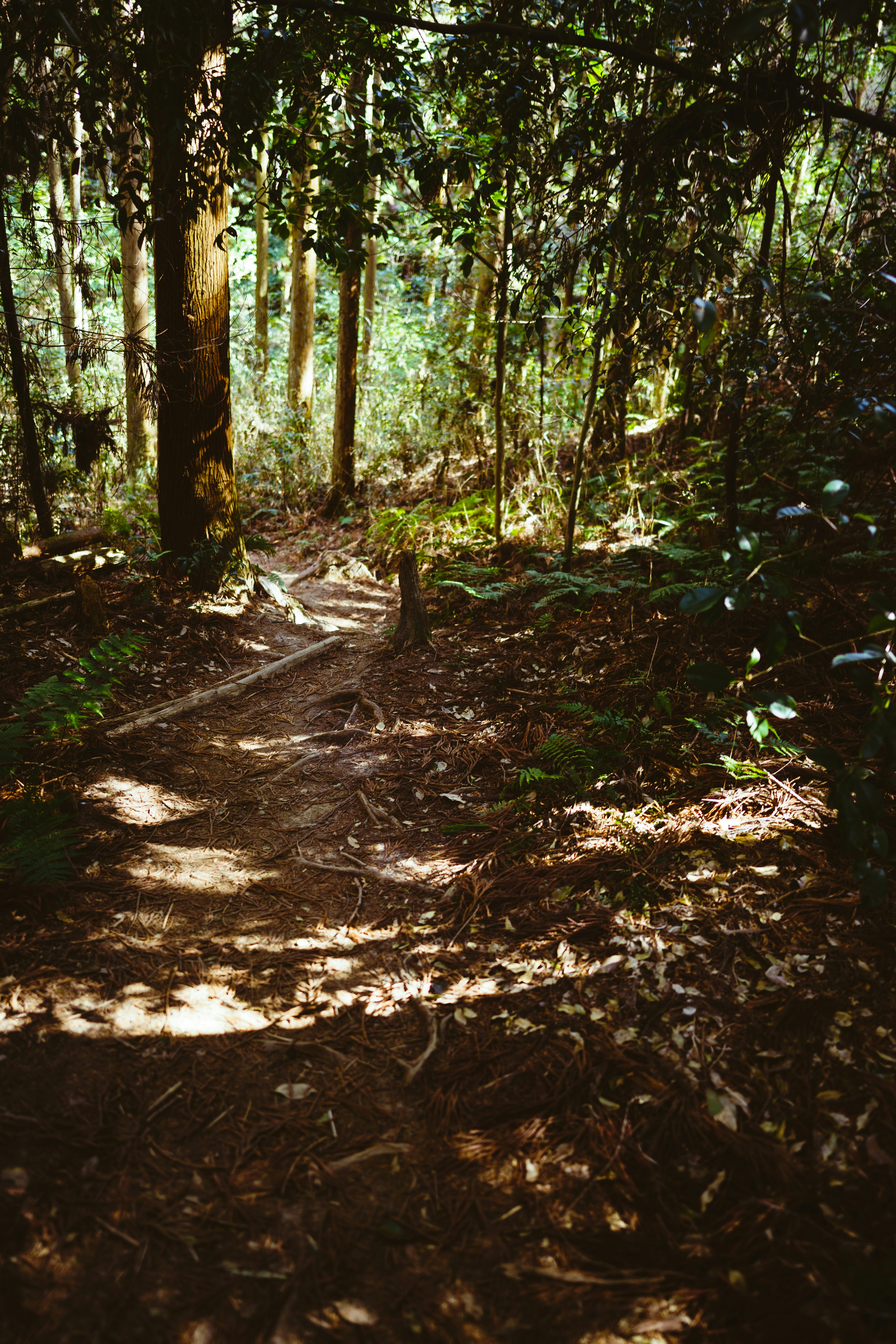 Sunlight filters through trees onto a forest path.