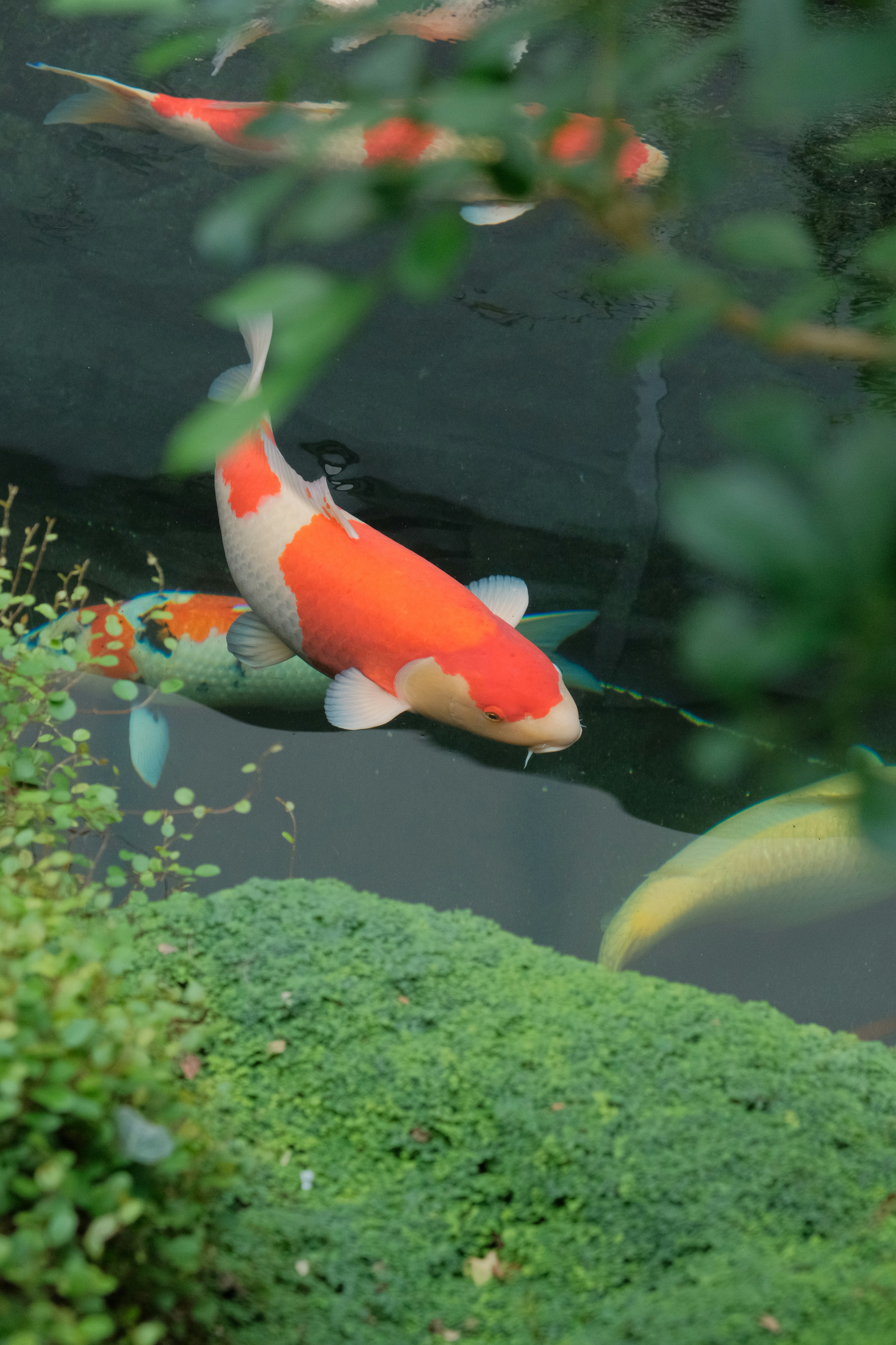 Orange and white koi fish swim in a pond.