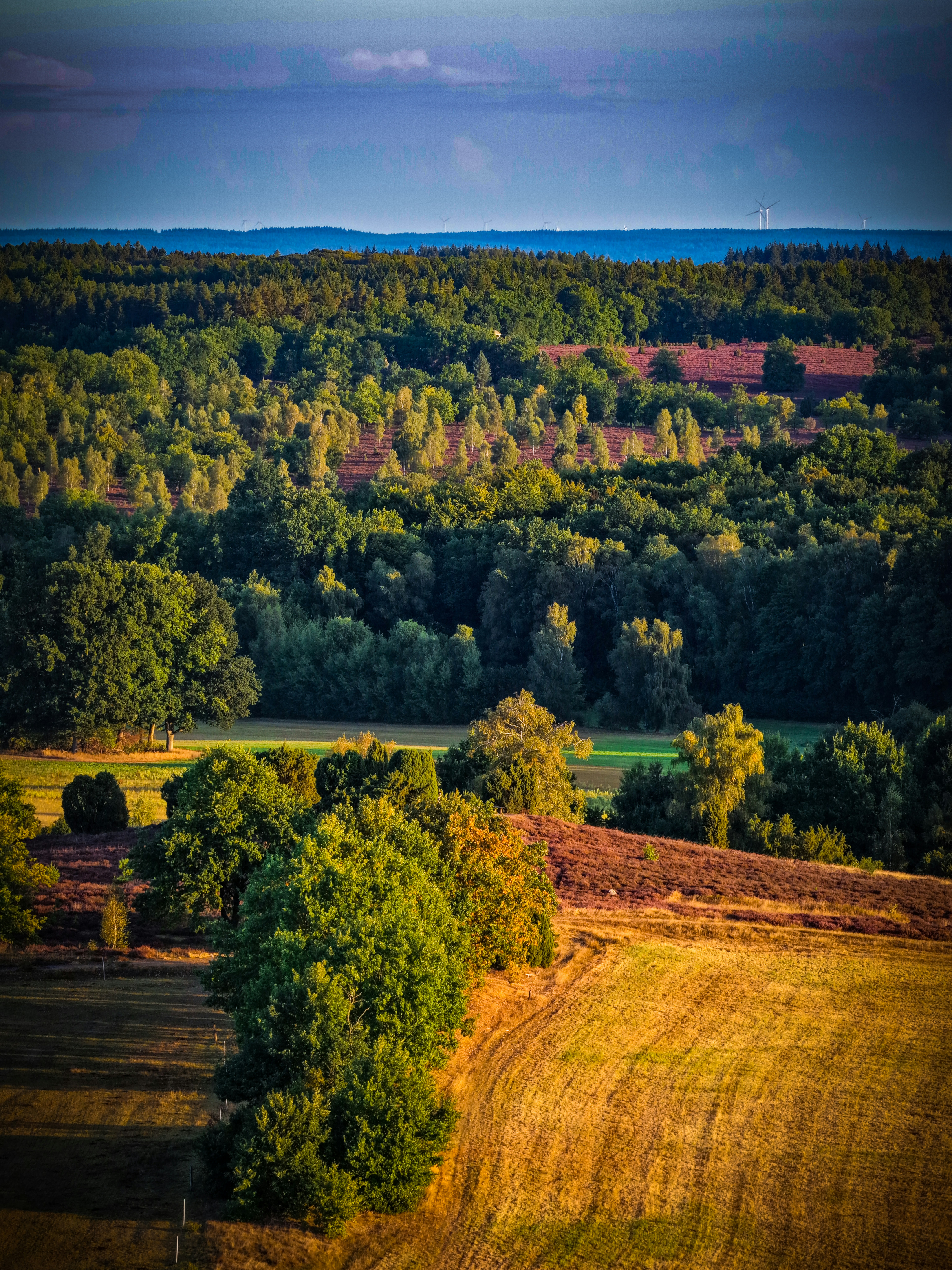 Nature's Palette: A Tapestry of Greens and Golds