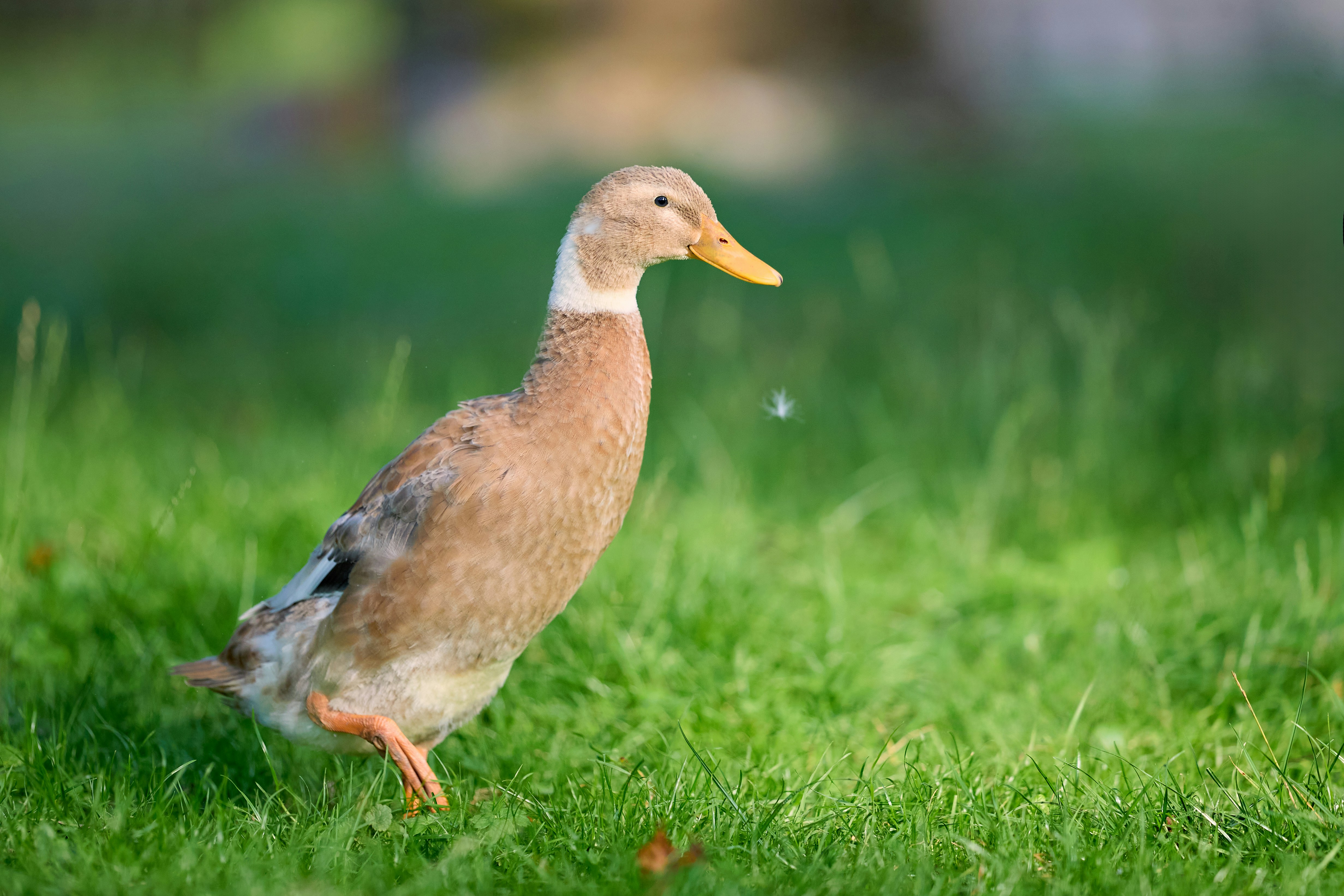 A duck strides confidently across a lush green lawn, showcasing its natural elegance and vibrant plumage.