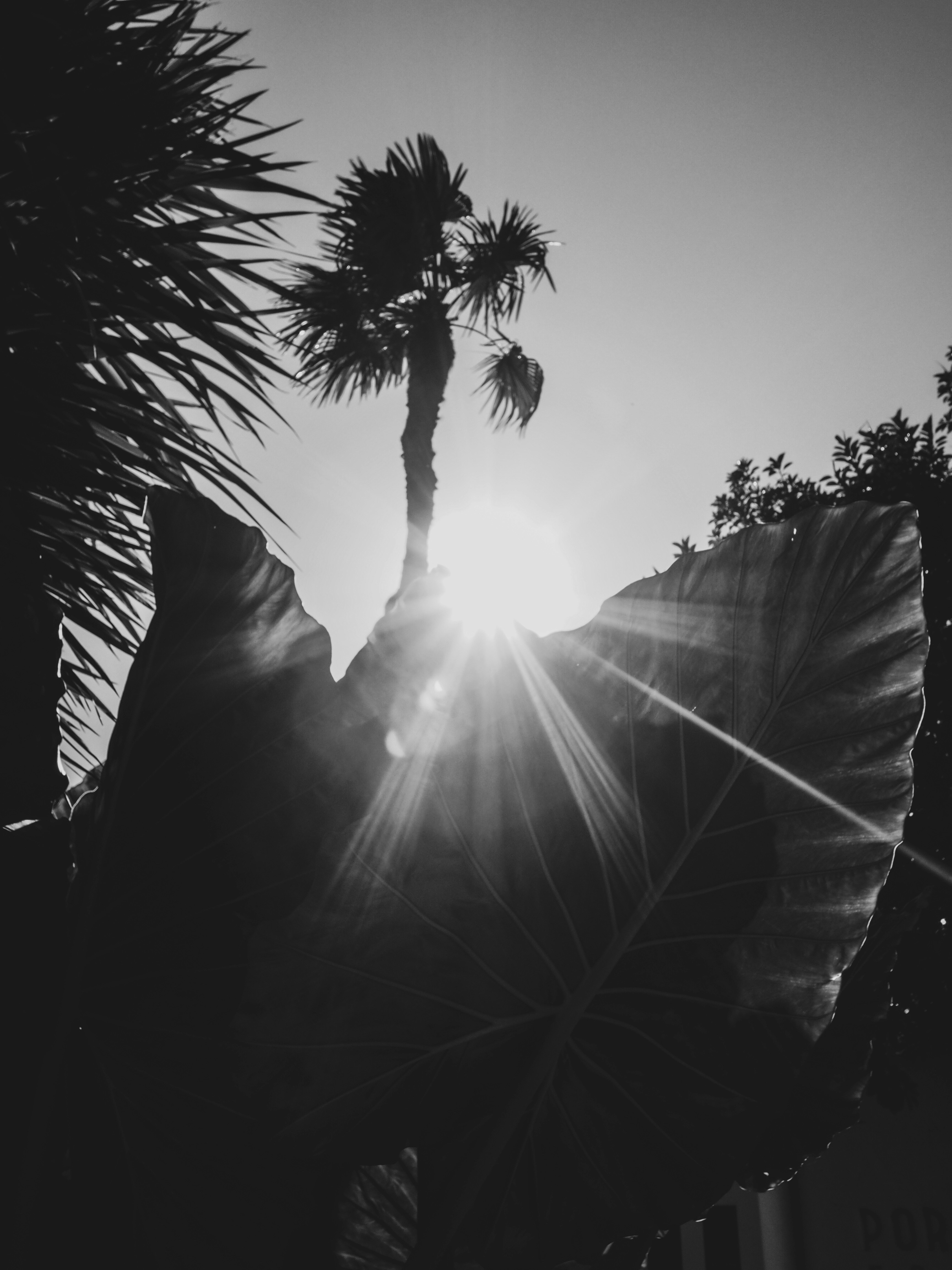 Silhouette Symphony: Nature's Backlit Harmony