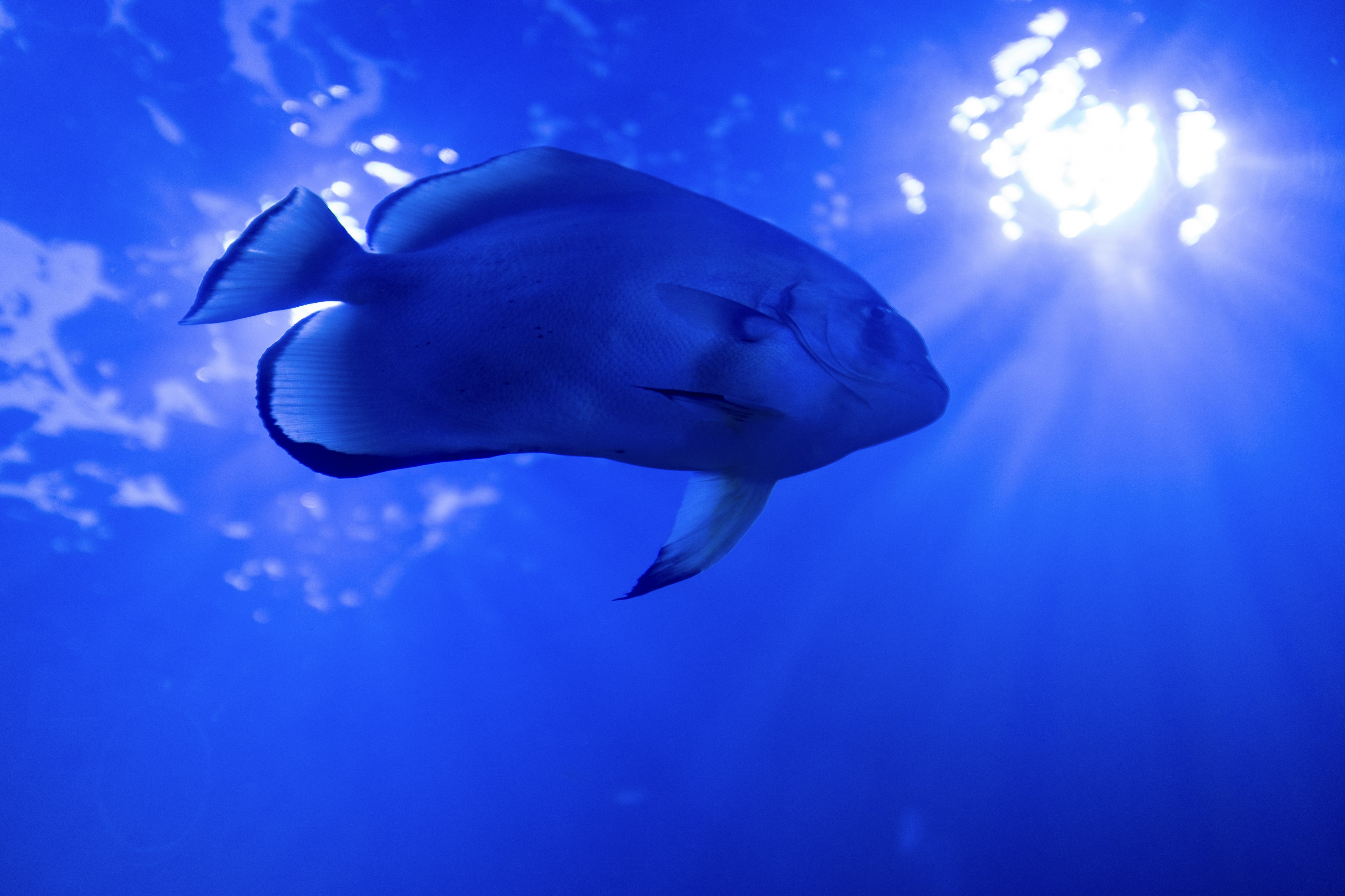 A solitary blue fish swims in deep ocean water.